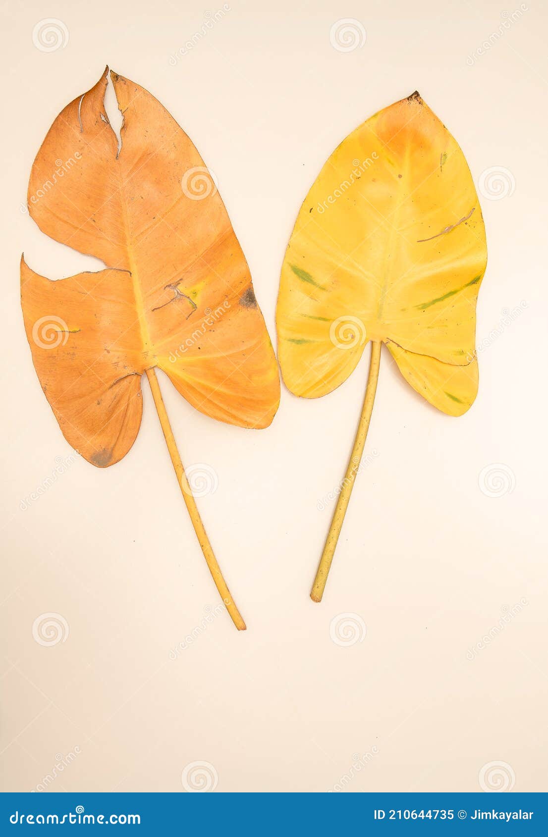 Beautiful Large Exotic Leaf Stock Image - Image of biology, beautiful ...