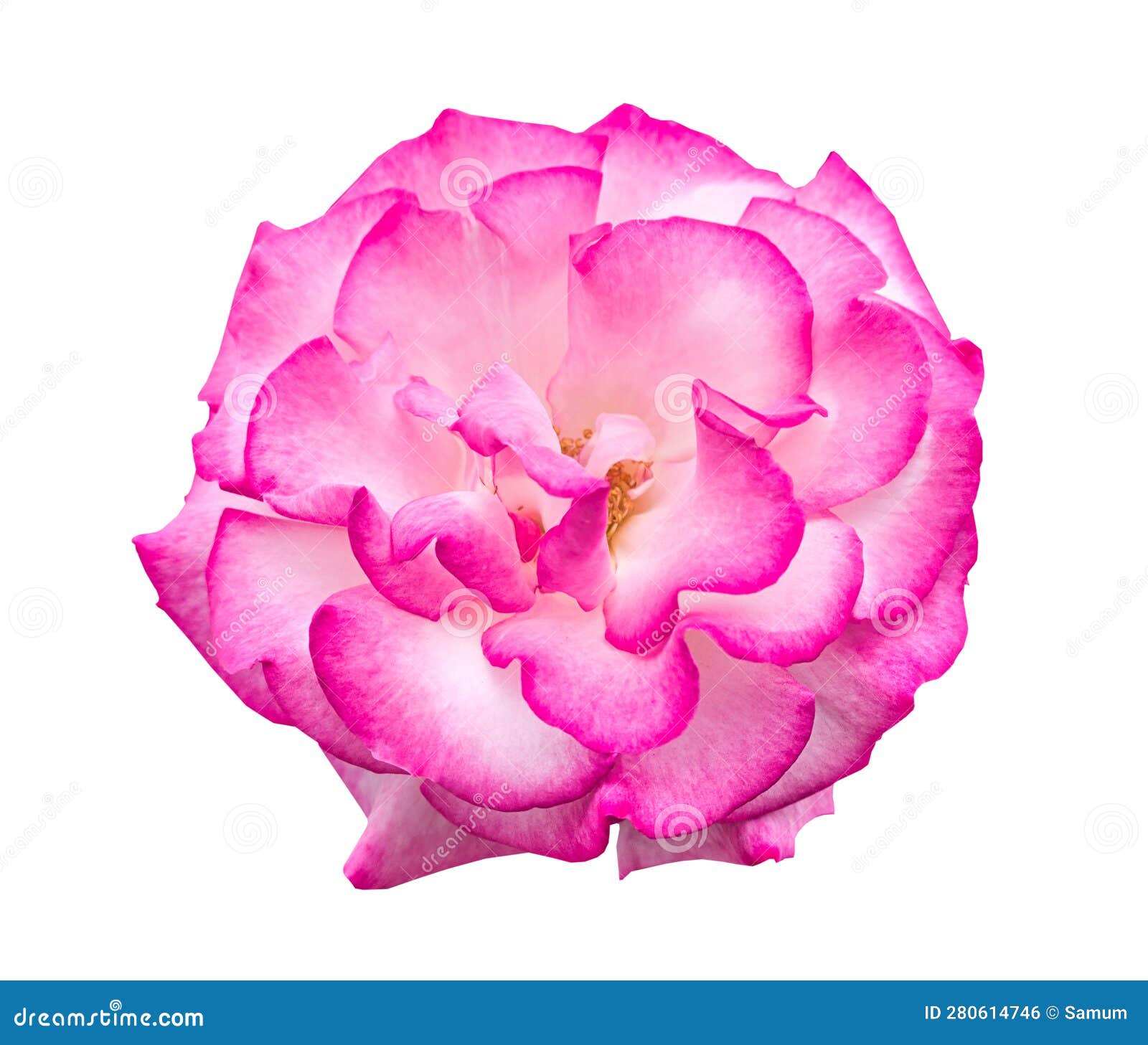 Beautiful and Large Flower of Rose on a White Stock Photo - Image of ...