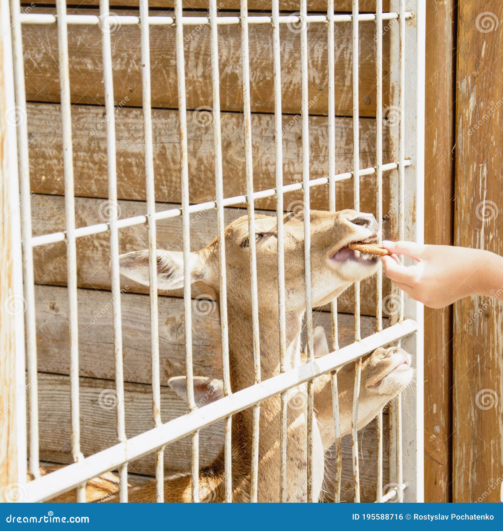Beautiful Large Forest Deer Sits in a Cage Stock Photo - Image of cage ...