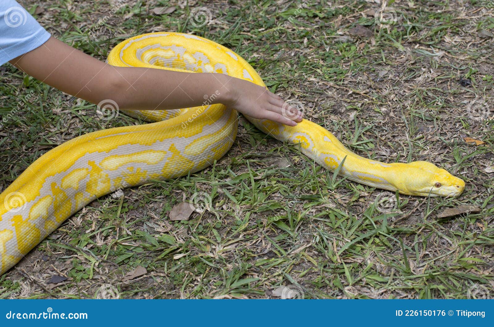 Beautiful Golden Python in the Zoo Stock Photo - Image of predator ...