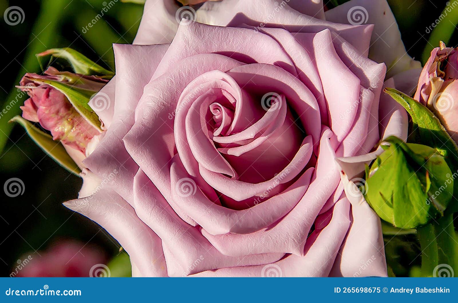 Beautiful Large Lilac Rose on a Clear Day Stock Image - Image of petal ...