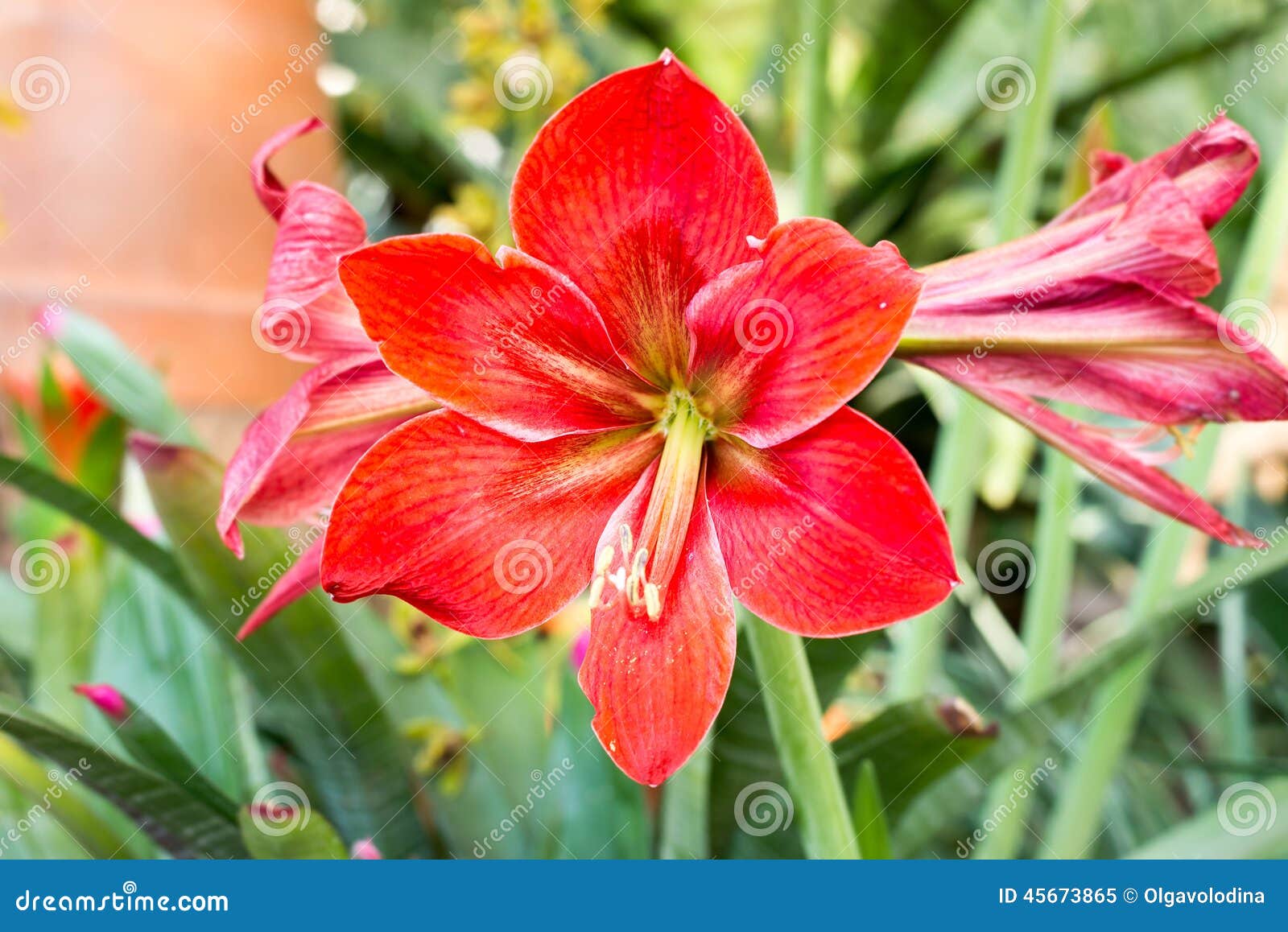 Beautiful Large Lily Flowers in Nature Stock Image - Image of closeup ...