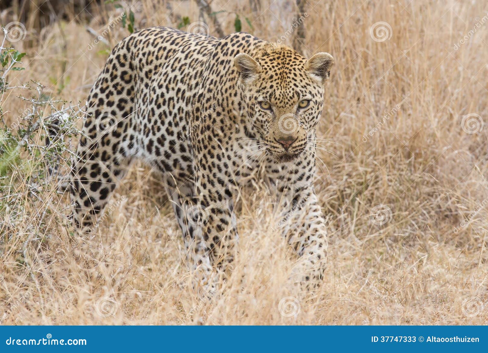 A Leopard Walking Through Bushes In Pilanesberg Stock Image ...