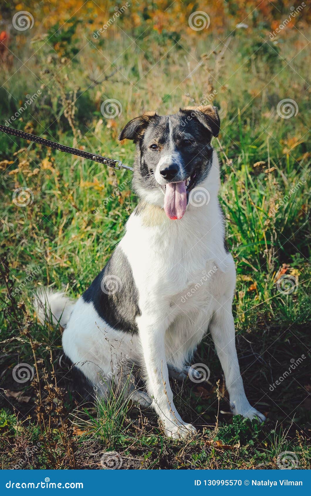 A Large Mongrel Dog Sits on the Grass. Stock Photo - Image of canine ...