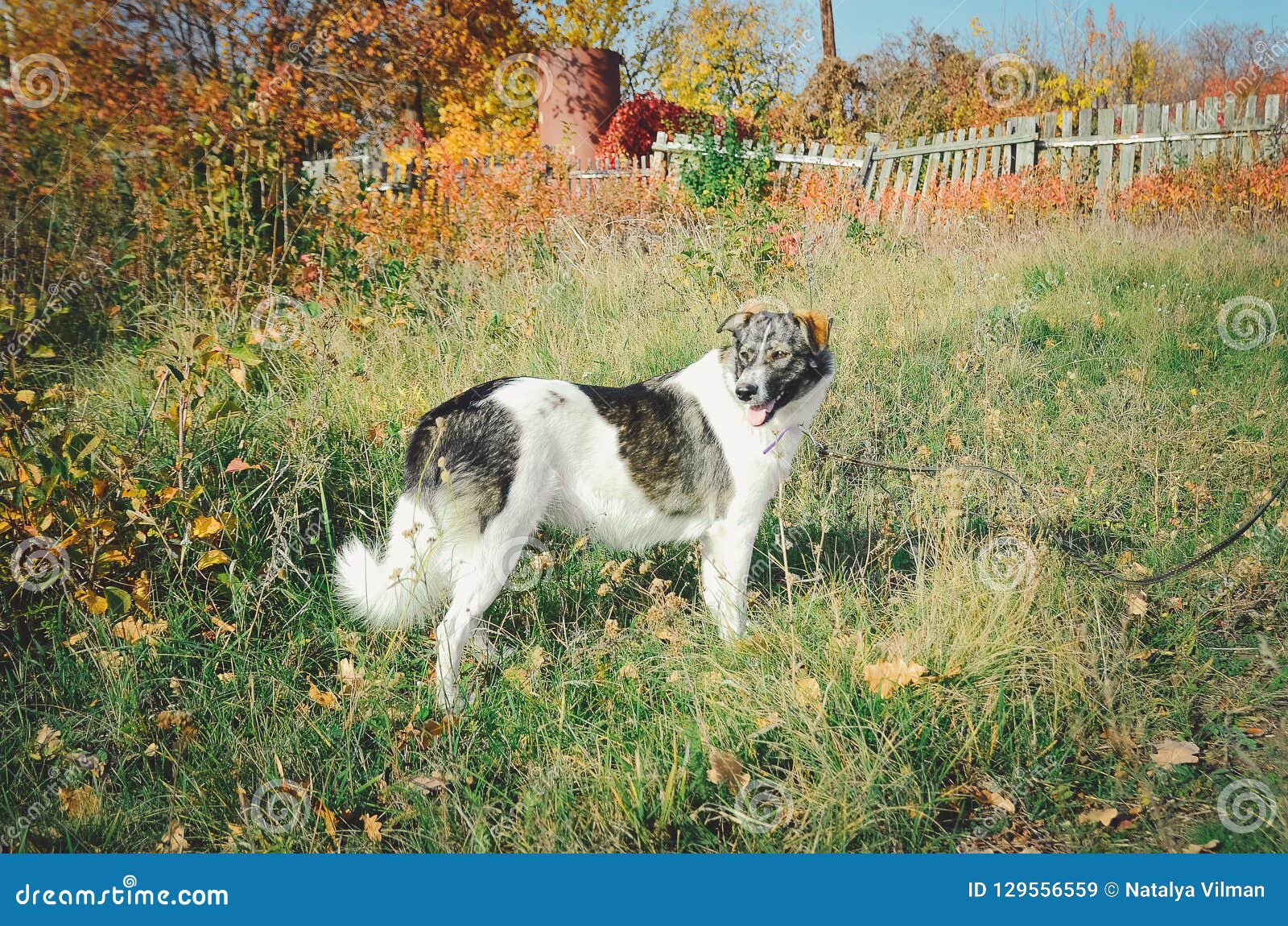 A Beautiful Large Mongrel Dog. Stock Image - Image of cute, activity ...