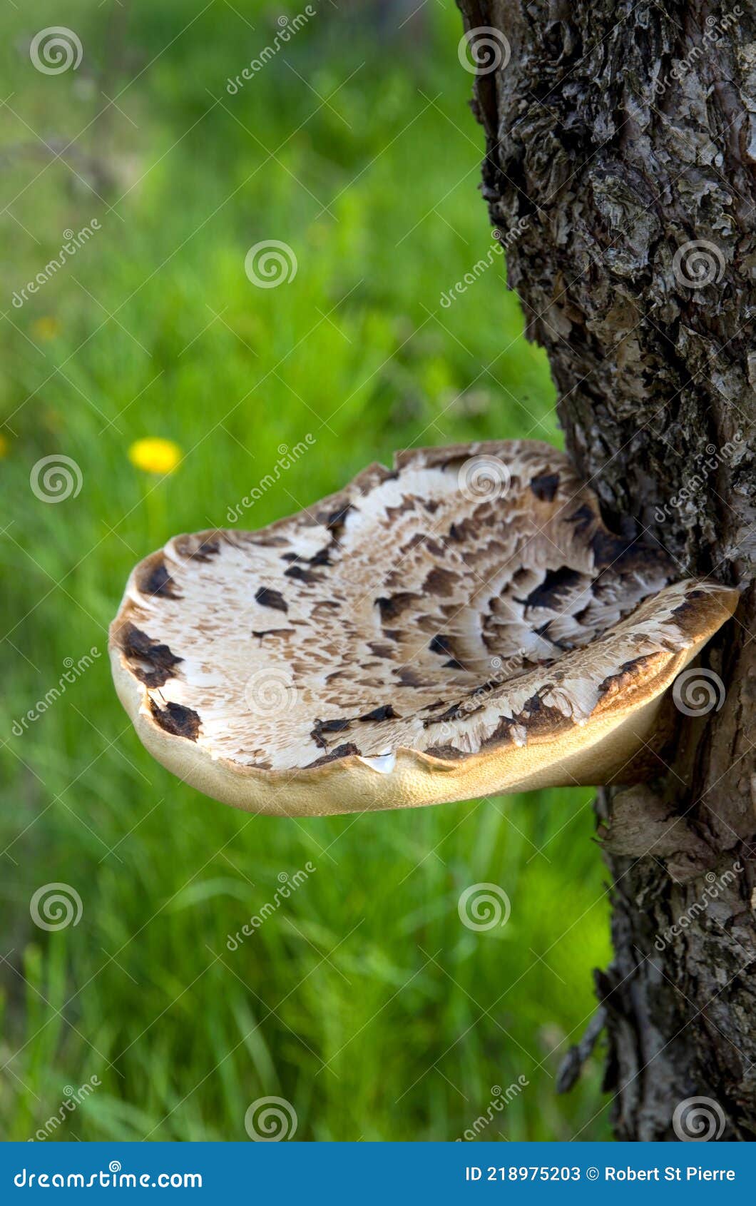 Beautiful Large Mushroom Fungus on a Tree Stock Image - Image of ...
