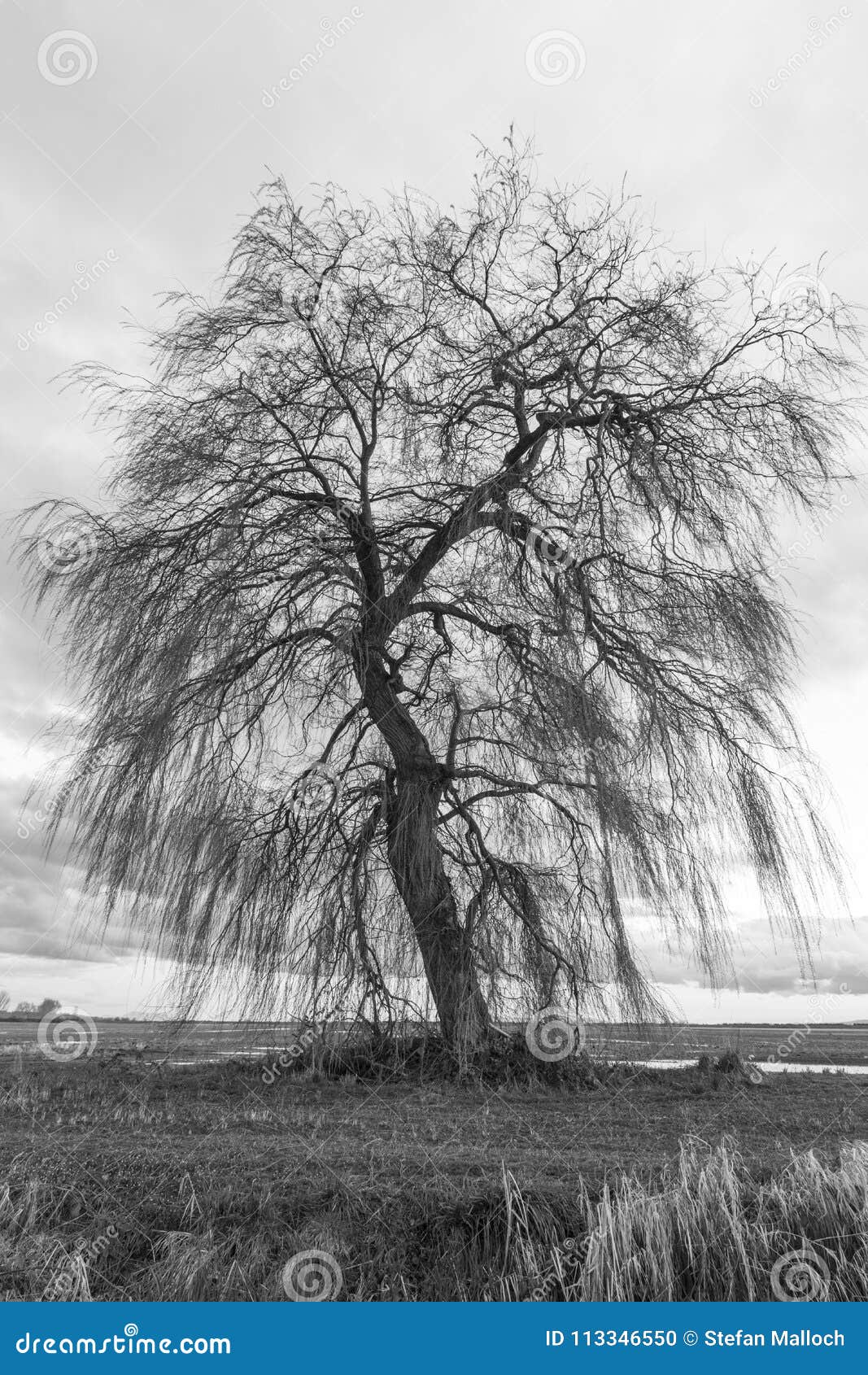 Beautiful Large Old Willow Tree Stock Photo - Image of large, garden ...
