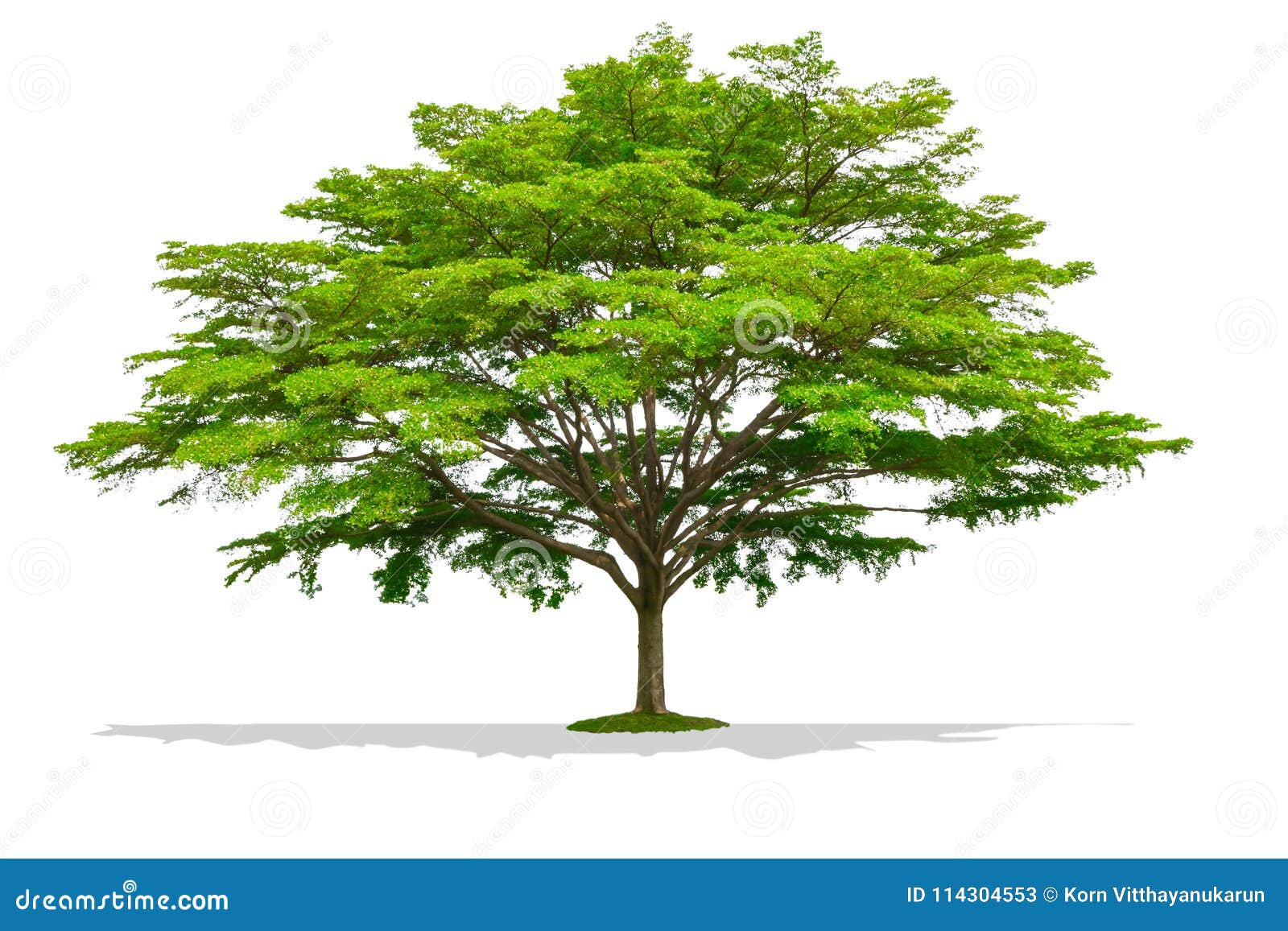 Beautiful Large One Tree Isolated Stock Illustration - Illustration of ...