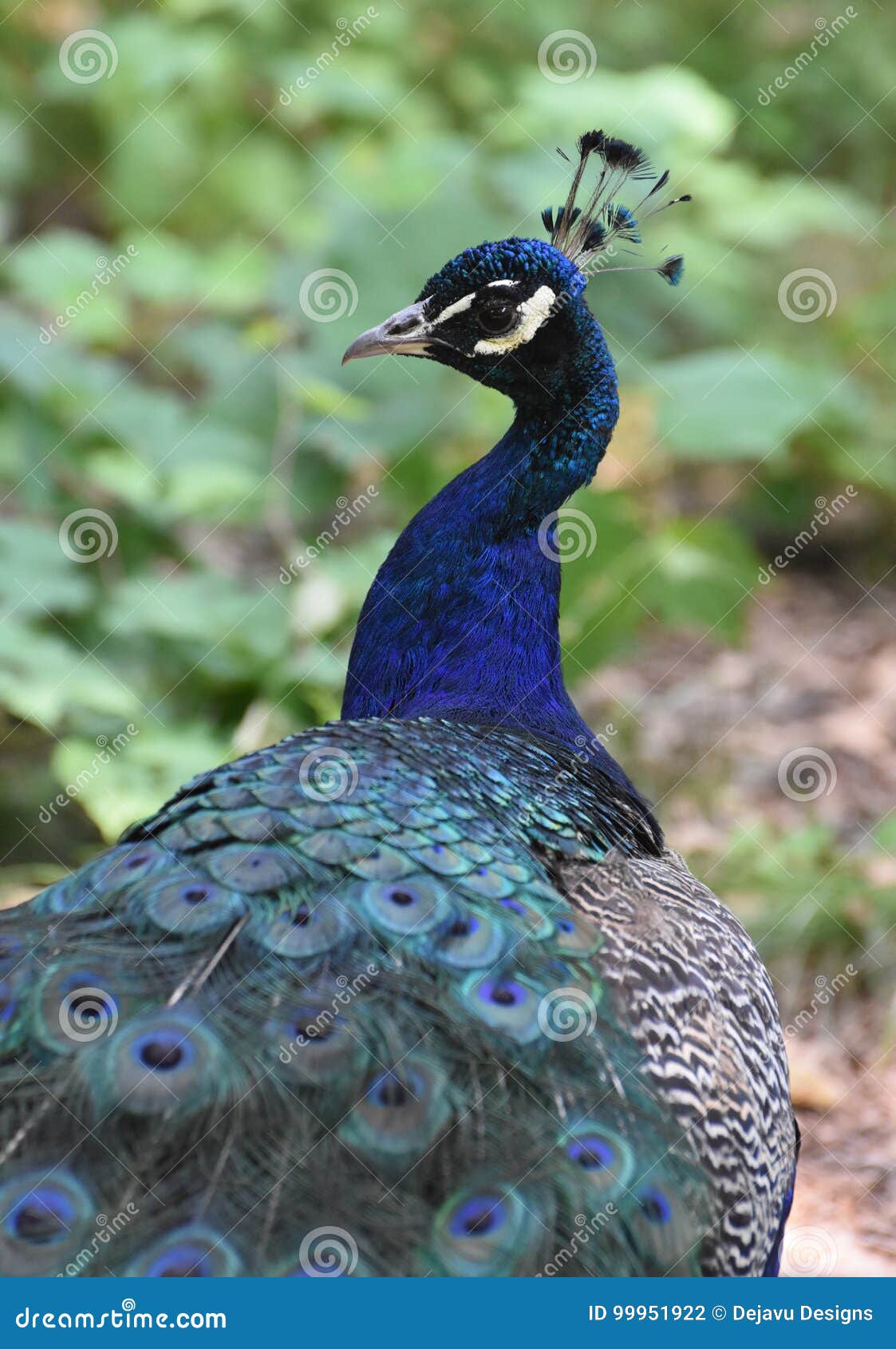 Really Beautiful Large Peacock with Wonderful Feathers Stock Photo ...