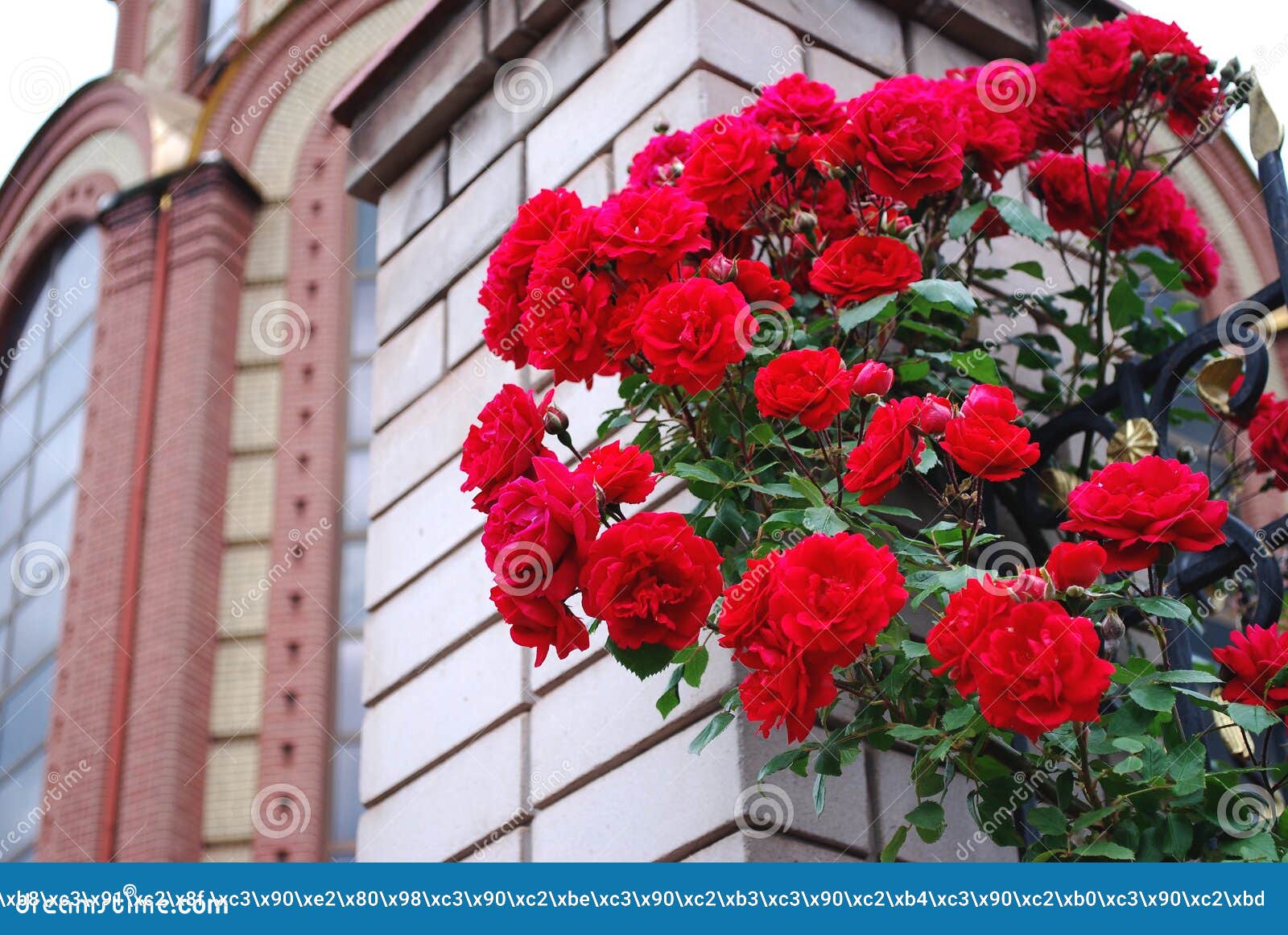 Beautiful Large Red Roses Weave Along a Brick Wall Stock Photo - Image ...