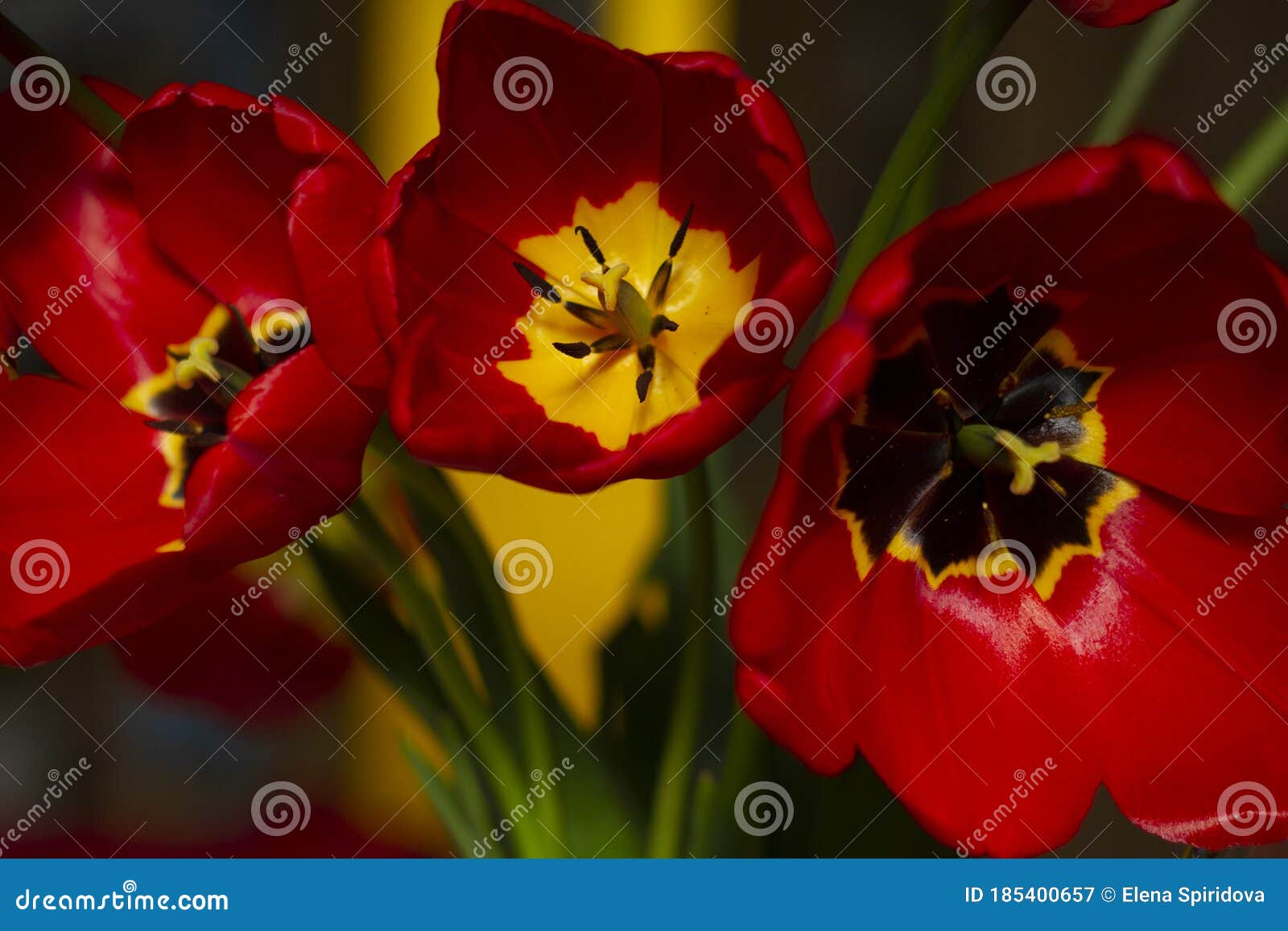 Beautiful Large Red Tulips Closeup Lit by the Sun on a Blurred ...
