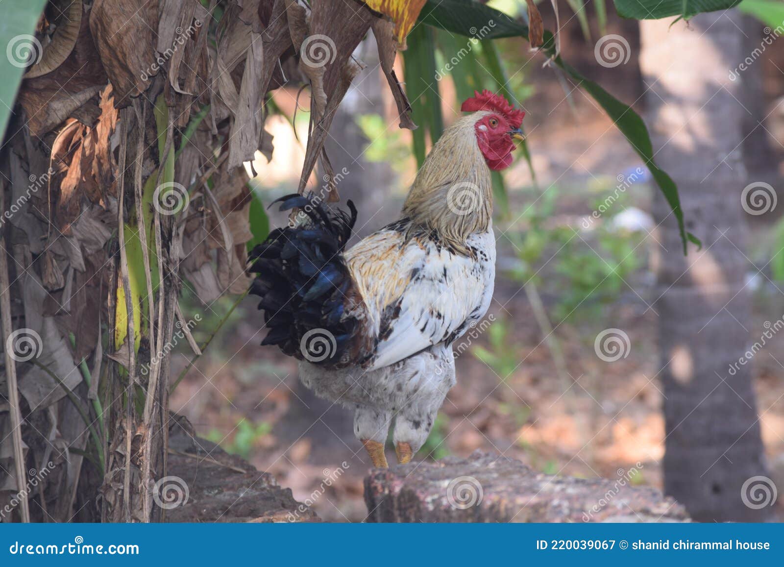 Beautiful large rooster stock image. Image of handsome - 220039067