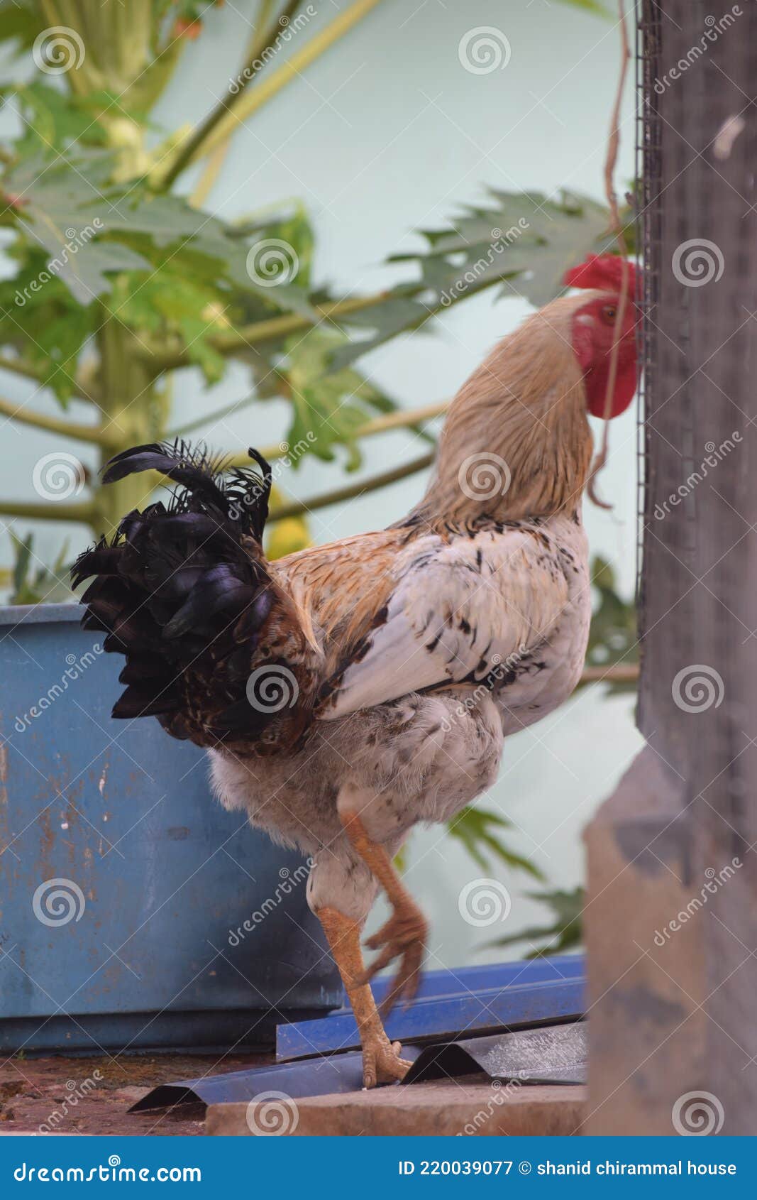 Beautiful large rooster stock image. Image of real, beautiful - 220039077