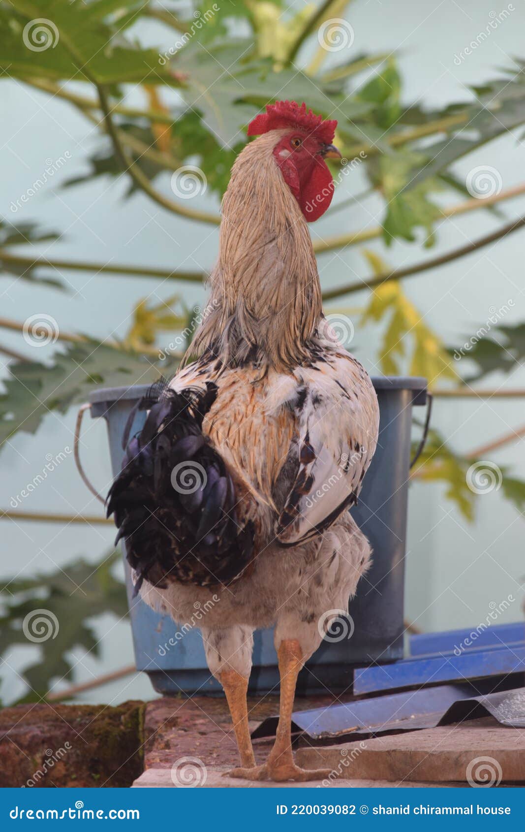 Beautiful large rooster stock photo. Image of chicken - 220039082