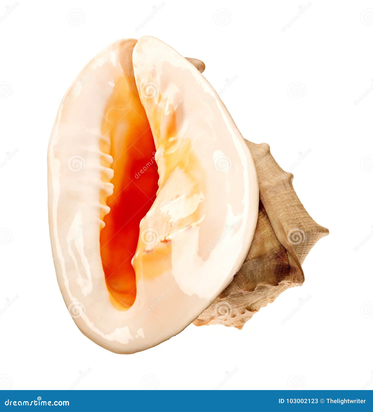 Large Shell Is Sitting On A Pile Of Rocks Royalty-Free Stock Photo ...