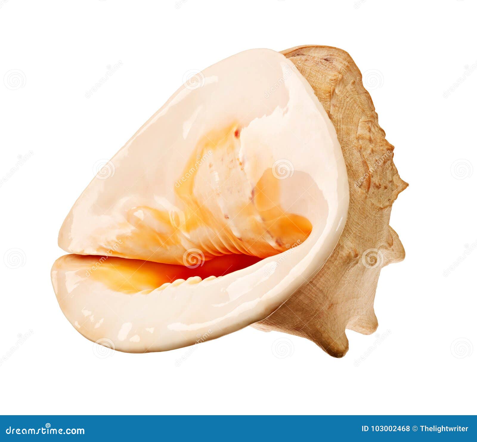 Large Shell Is Sitting On A Pile Of Rocks Royalty-Free Stock Photo ...