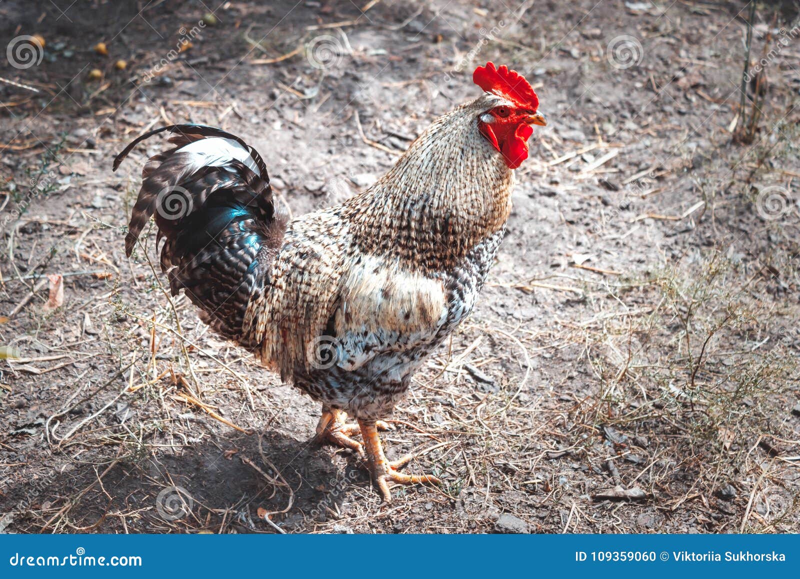 Beautiful Large Speckled Rooster with a Red Head Stock Photo - Image of ...