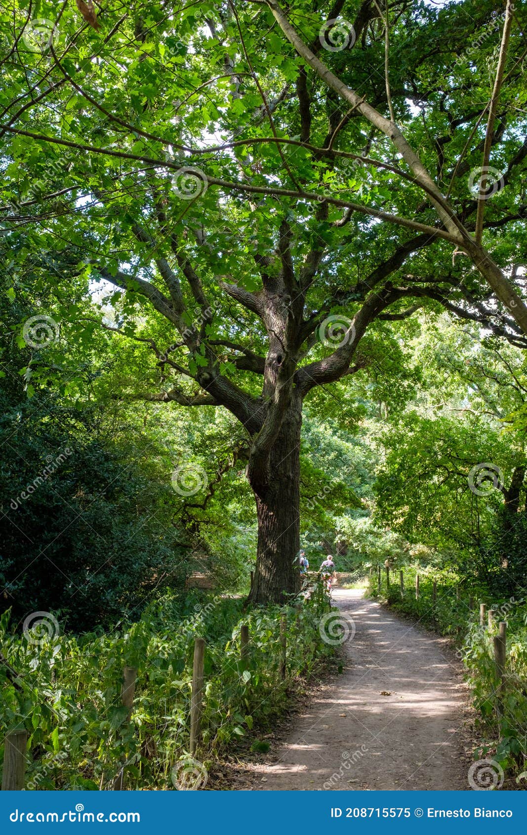 Beautiful Large Tree beside a Pathway in Hampstead Heath, Uk Stock ...