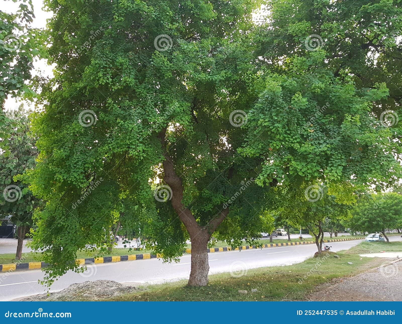 Beautiful Large Tree on Road Path Stock Image - Image of beautiful ...