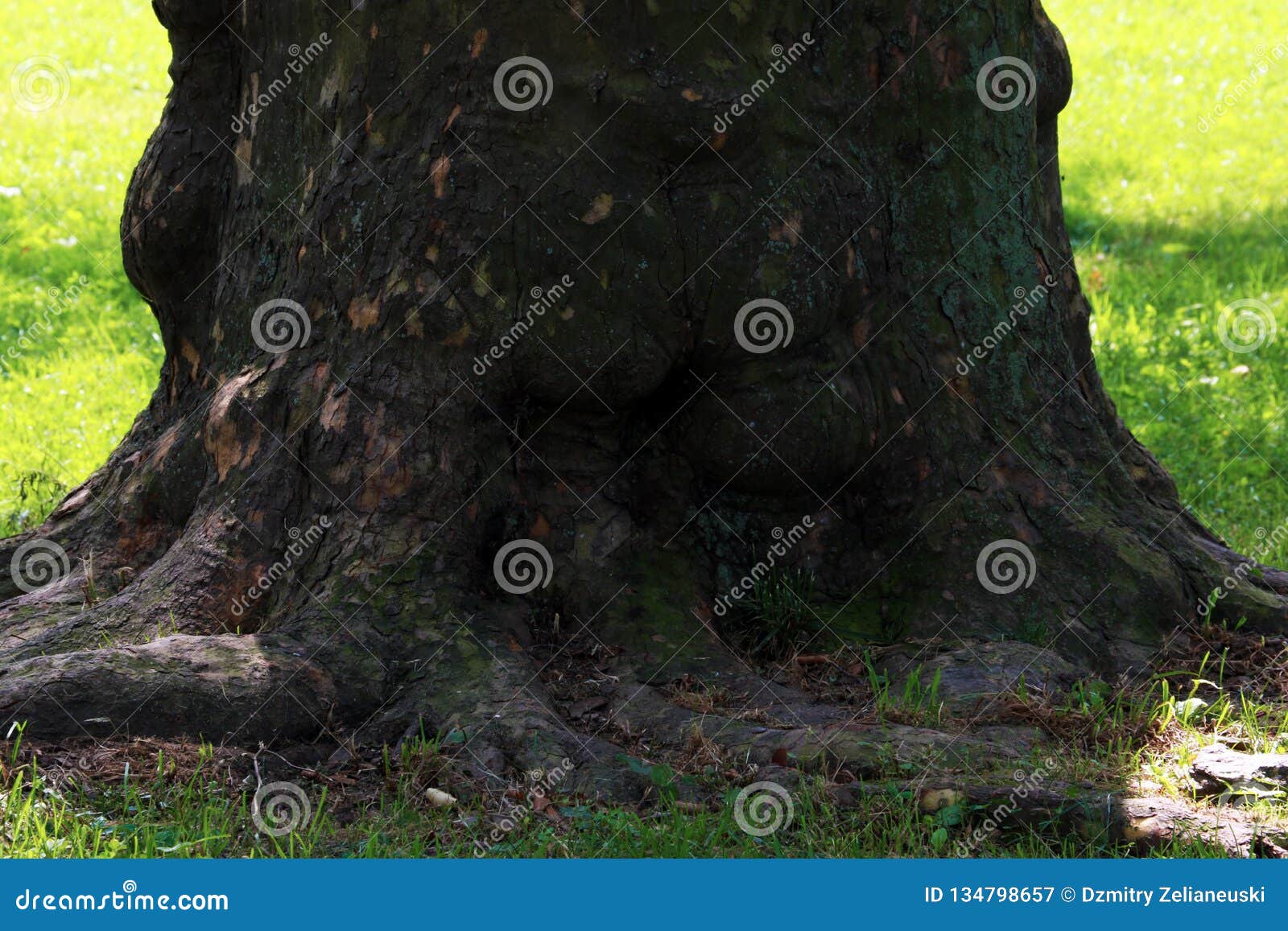Beautiful Large Tree Trunk in the Park in Summer or Spring Stock Image ...