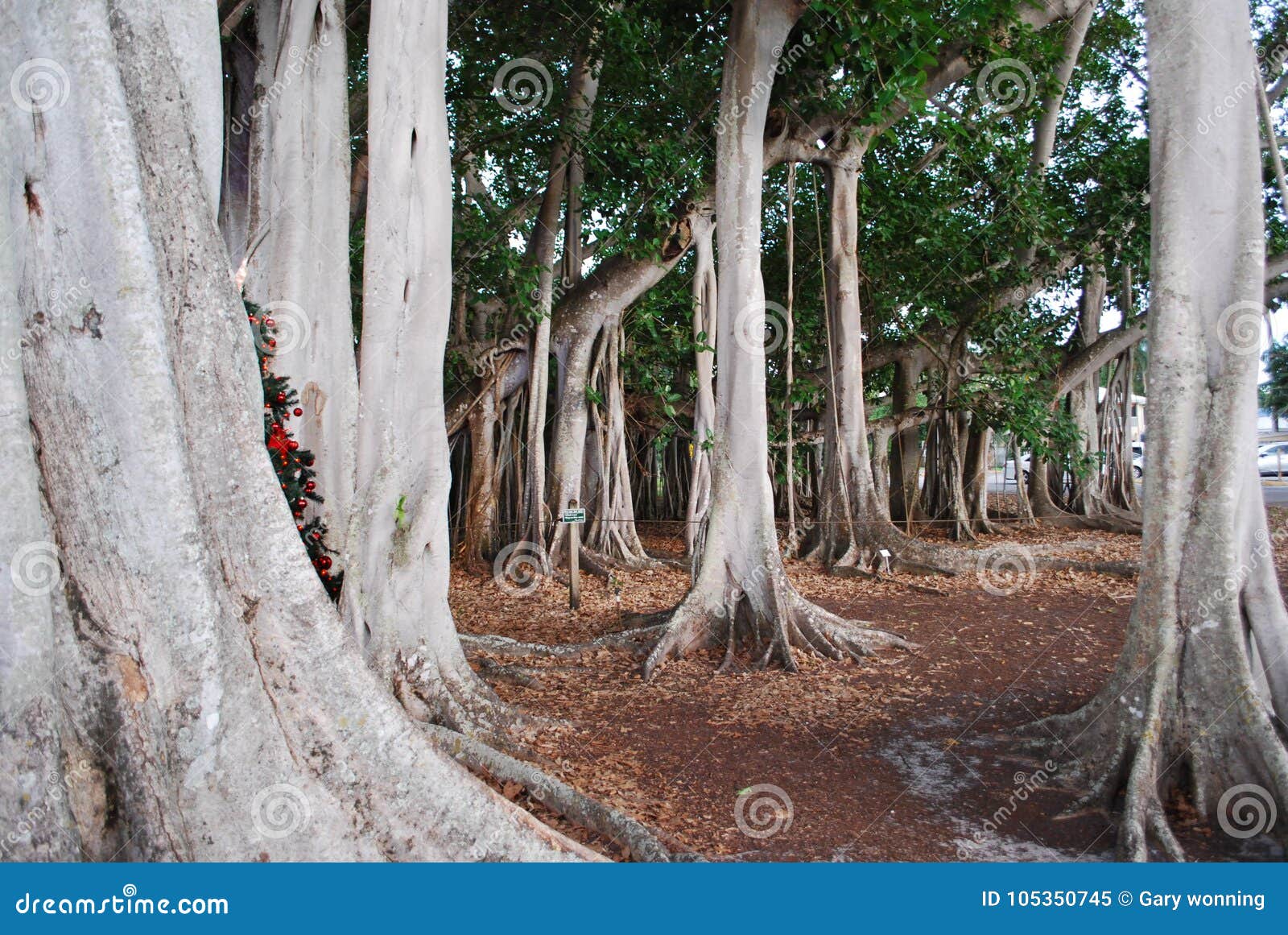Beautiful Large Trees in Florida Stock Image - Image of beautiful ...