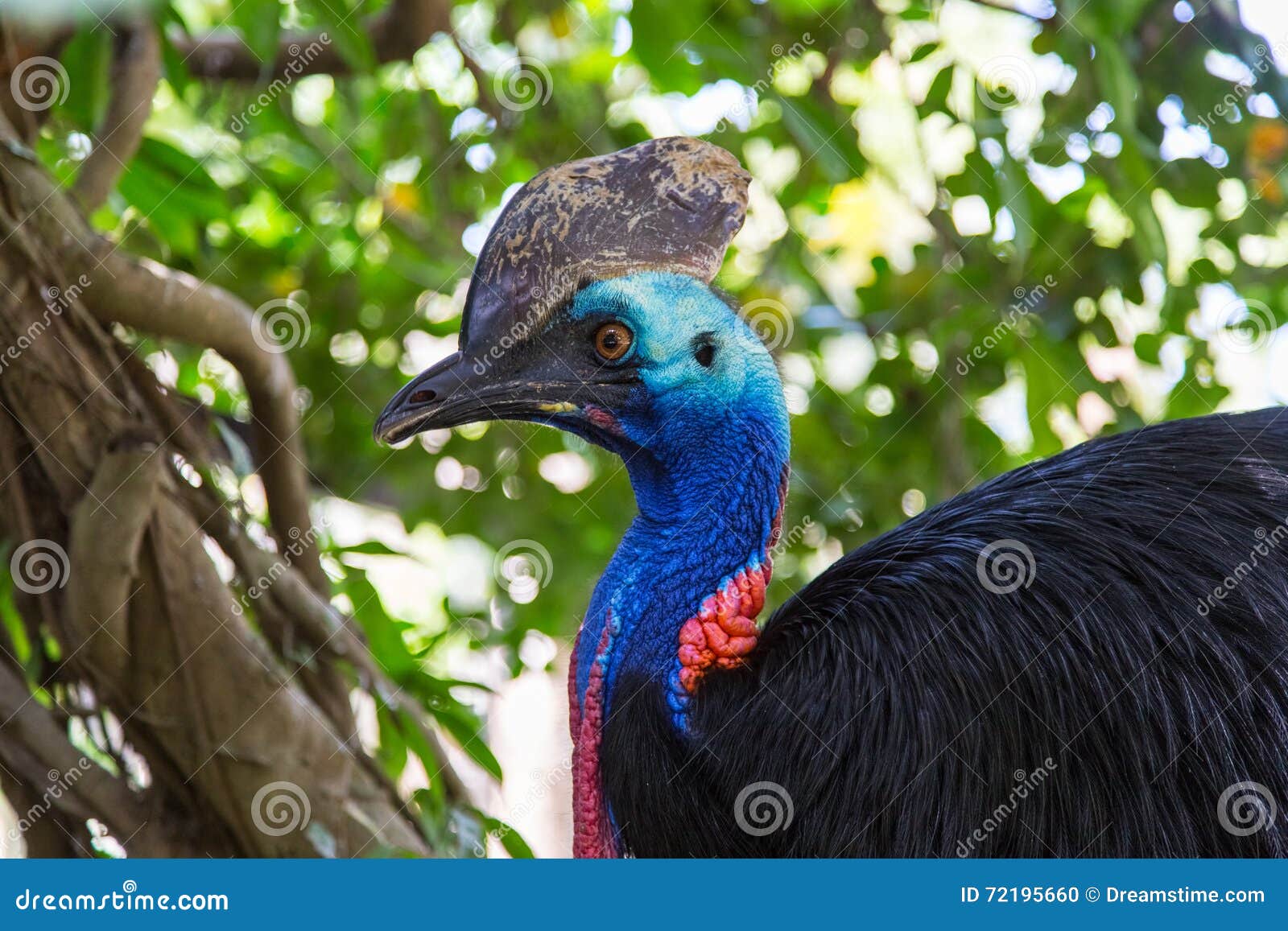 Beautiful Large Tropical Bird Cassowary Stock Photo - Image of black ...