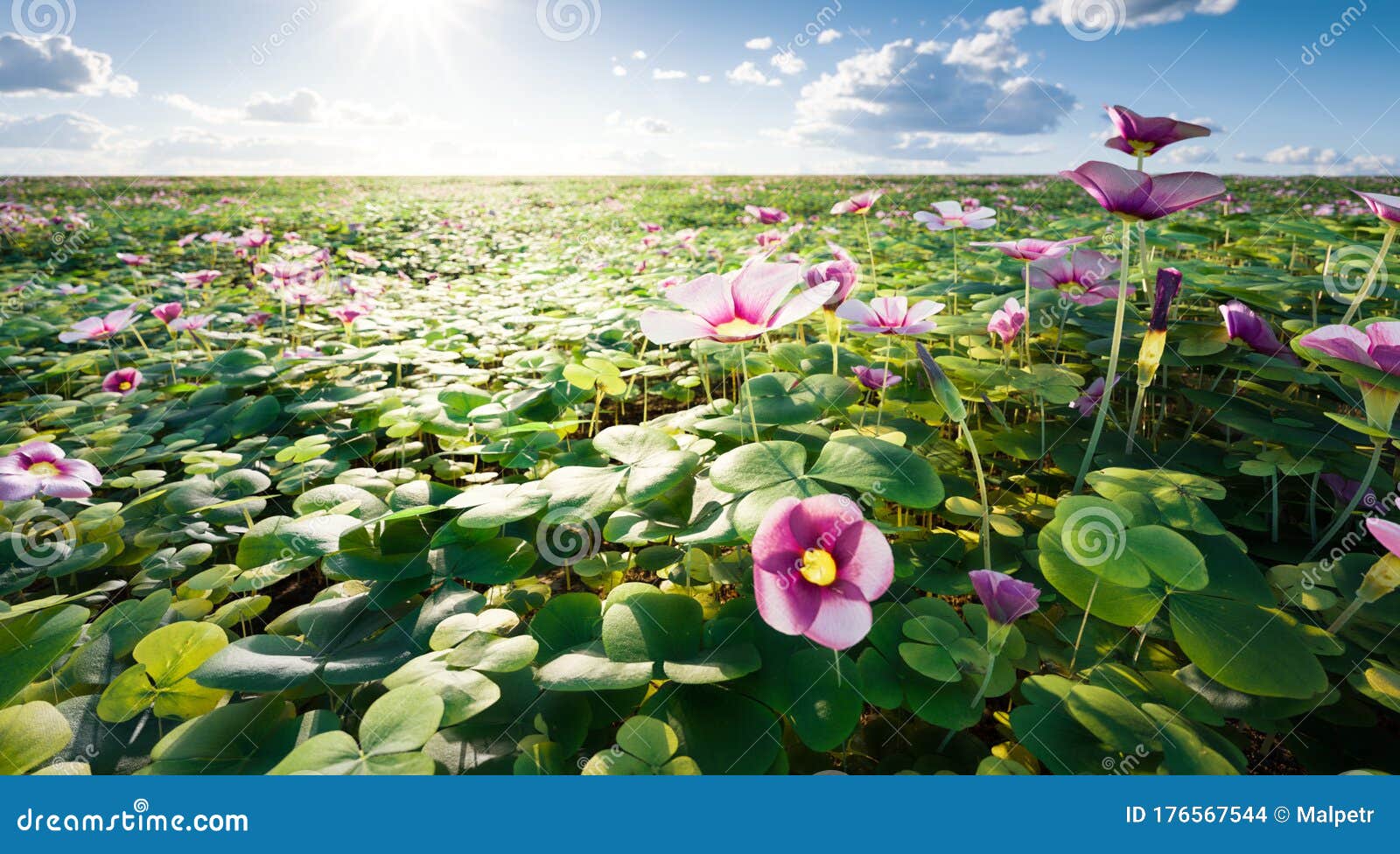 Beautiful Late Spring Backlight on Translucent Sorrel and Flower Meadow ...
