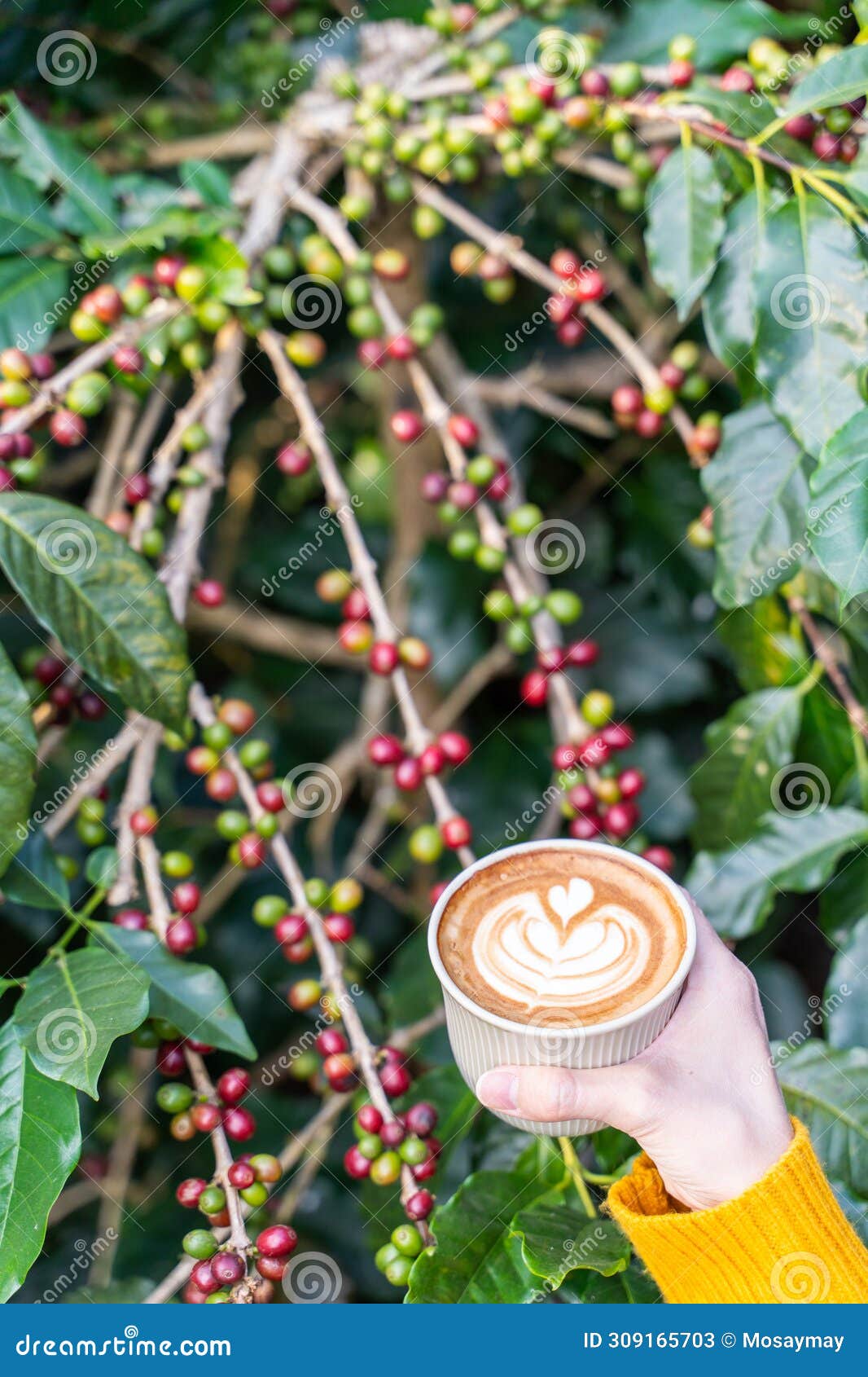 Beautiful Latte Art Coffee with Coffee Tree Stock Image - Image of ...