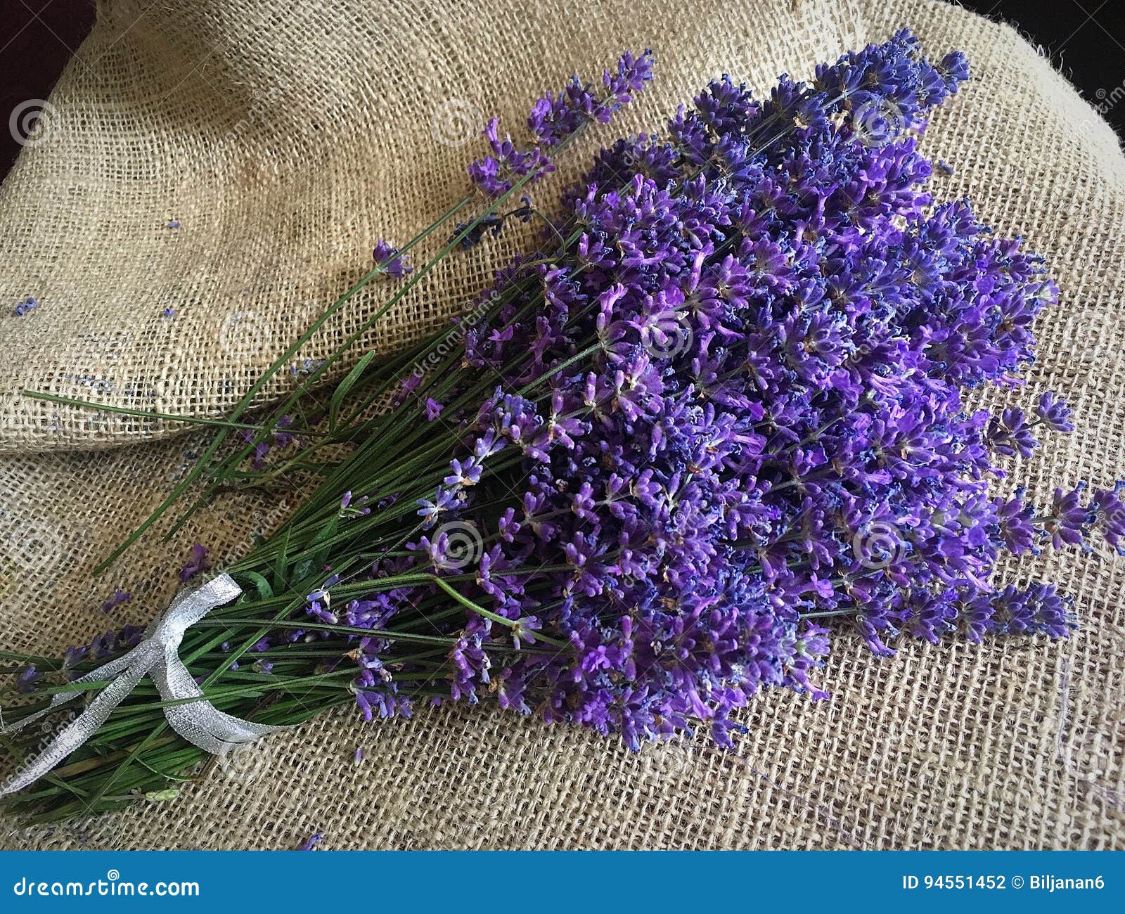Beautiful Lavander on Canvas Stock Photo - Image of flora, lavanders ...