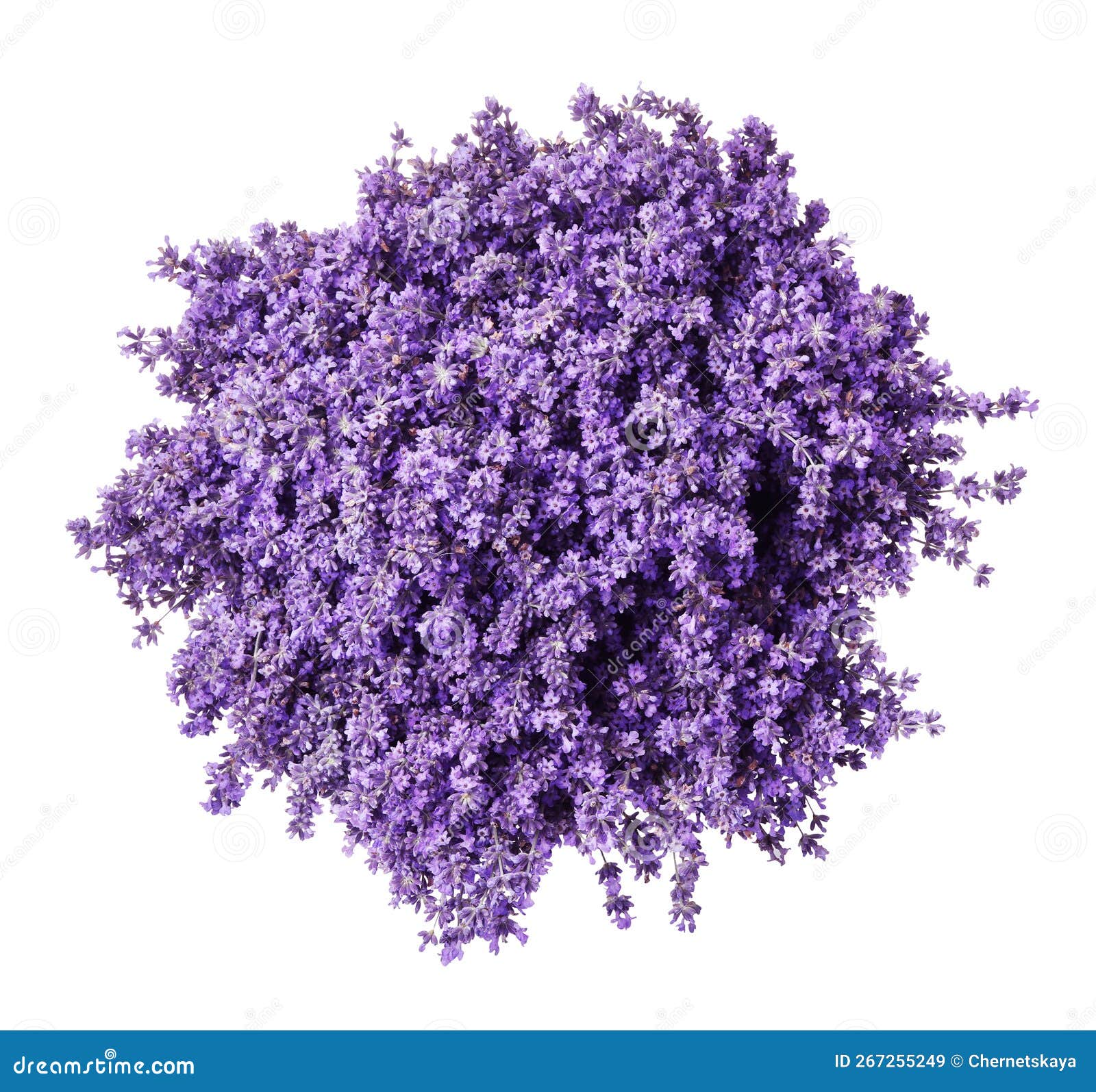 Beautiful Lavender Bouquet Isolated on White, Top View Stock Image ...