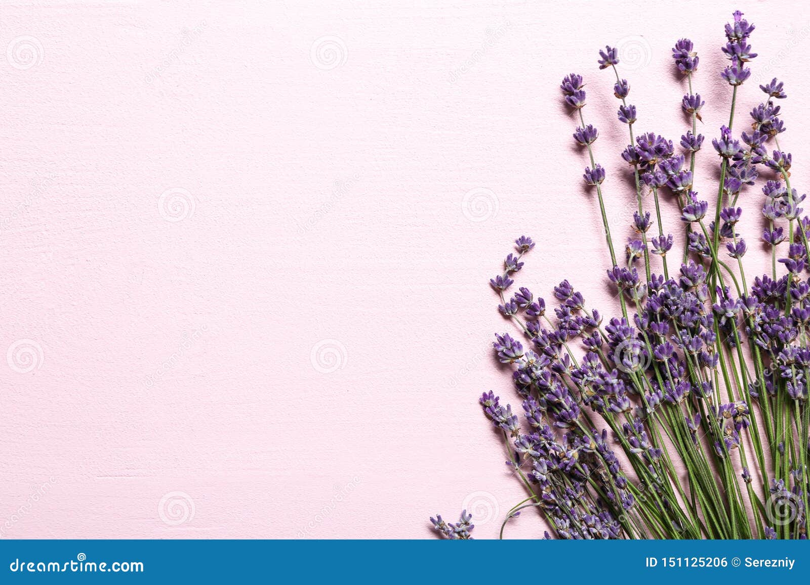 Beautiful Lavender on Color Background Stock Photo - Image of natural ...