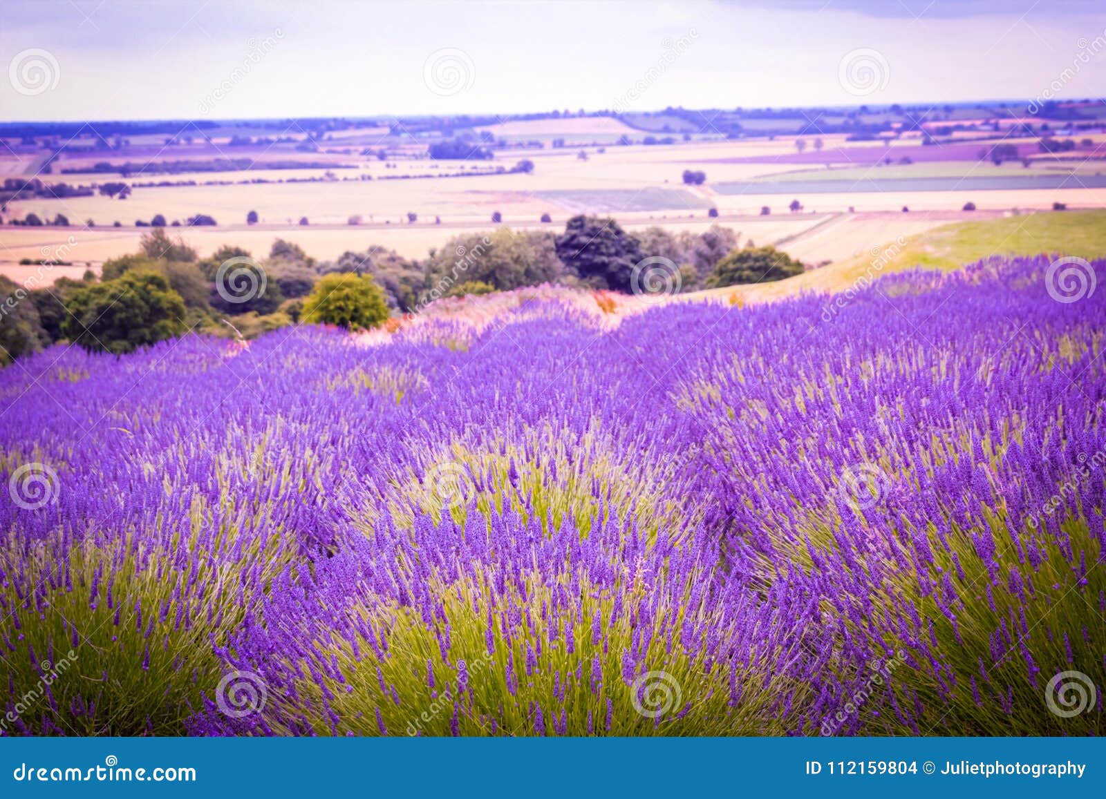Beautiful Lavender Fields in England, UK Stock Photo - Image of fields, landscape: 112159804