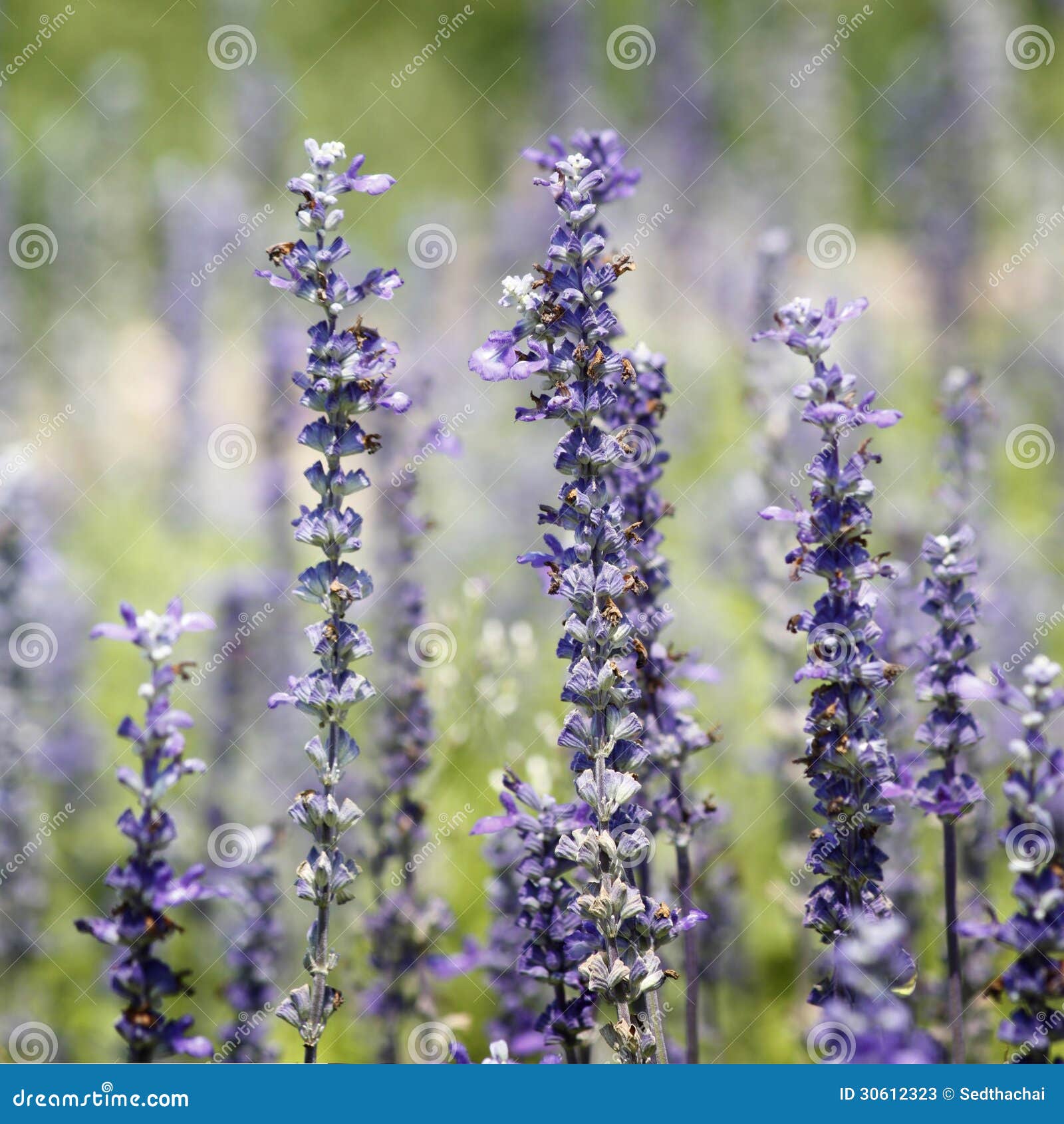 A Beautiful Lavender Flower Stock Image - Image of fresh, beautiful ...