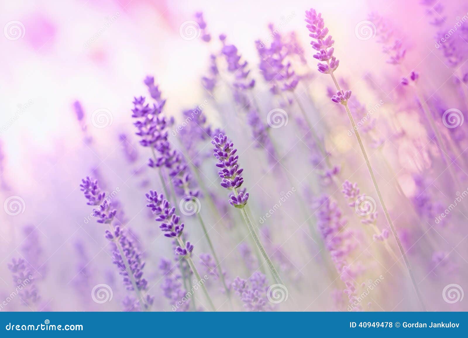 Beautiful Lavender in Flower Garden Stock Photo - Image of bloom ...