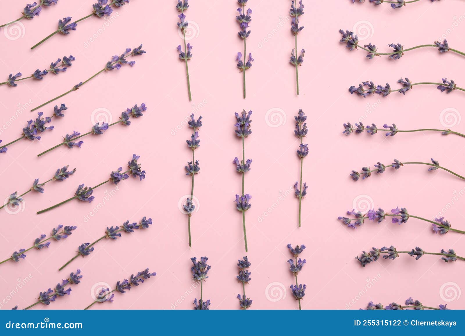 Beautiful Lavender Flowers on Pink Background, Flat Lay Stock Photo ...