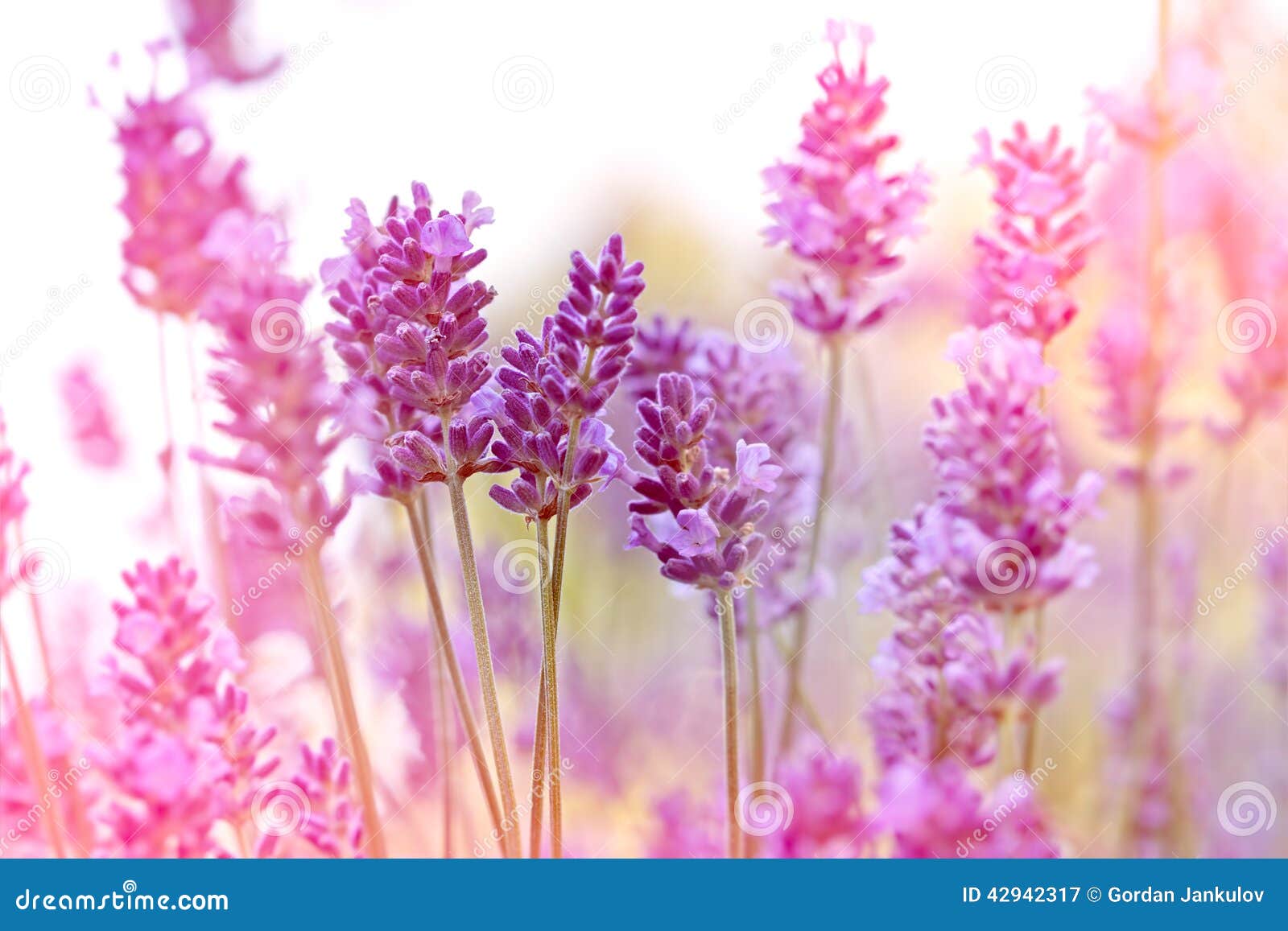 Beautiful lavender stock image. Image of petals, head - 42942317