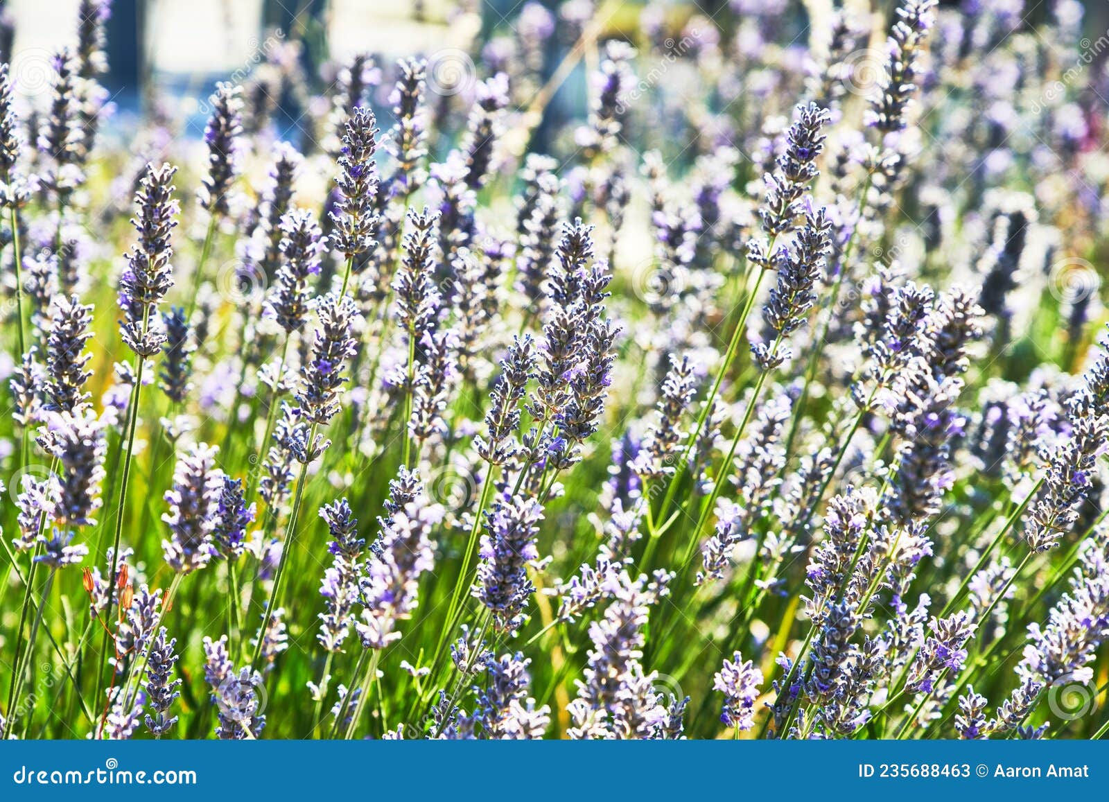 Beautiful Lavender Plant Closeup Image Stock Image - Image of garden ...