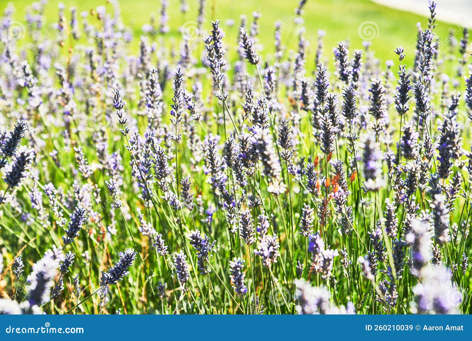 Beautiful Lavender Plant Closeup Image Stock Image - Image of plant ...