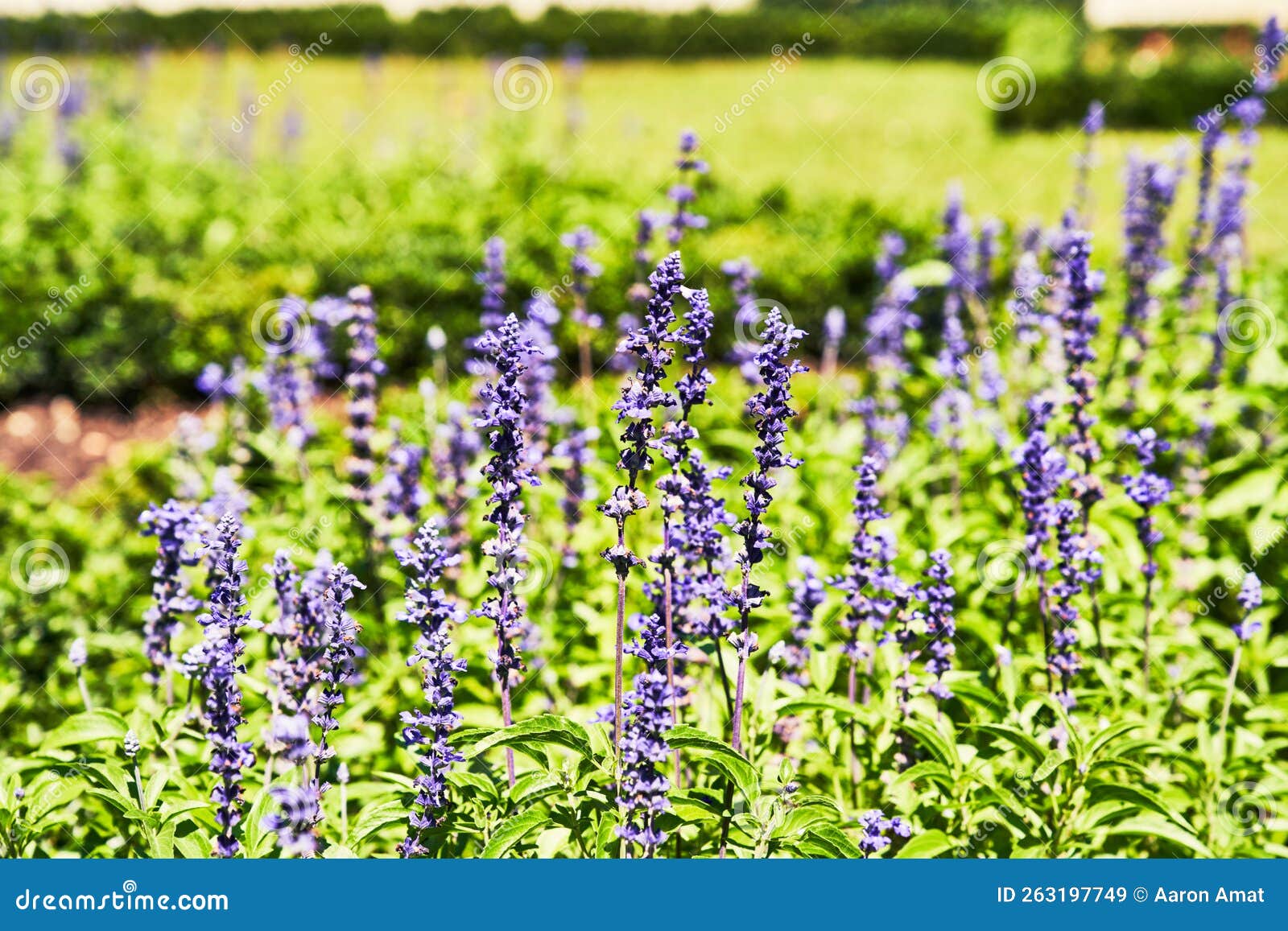 Beautiful Lavender Plant Closeup Image Stock Image - Image of purple ...