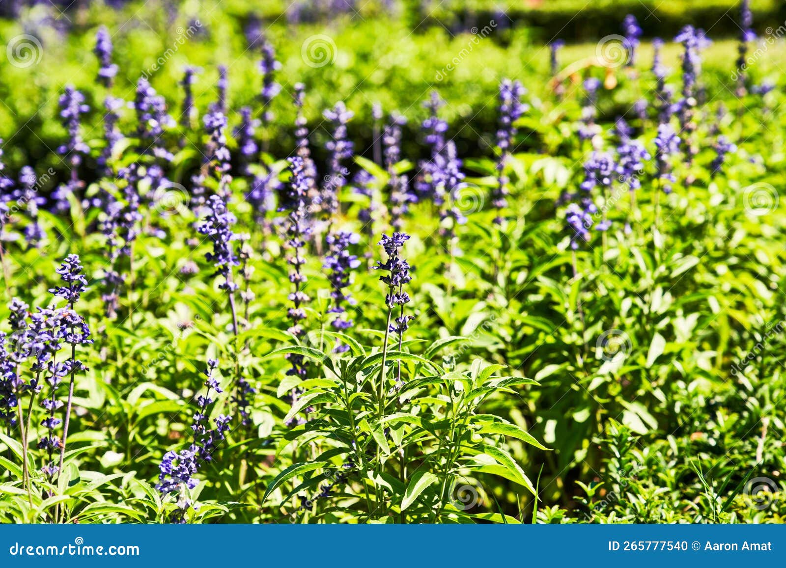 Beautiful Lavender Plant Closeup Image Stock Photo - Image of field ...