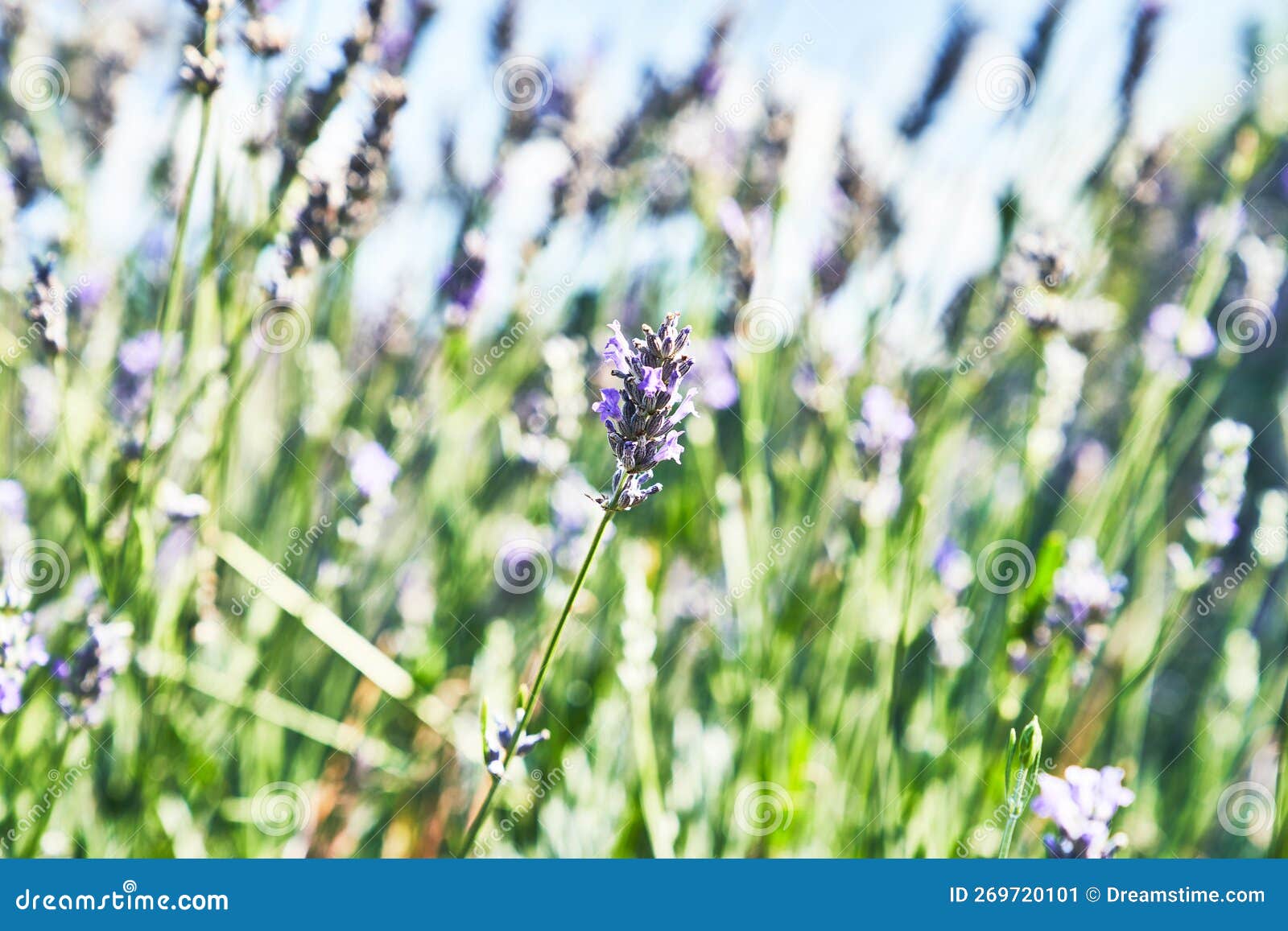 Beautiful Lavender Plant Closeup Image Stock Image - Image of lavender ...