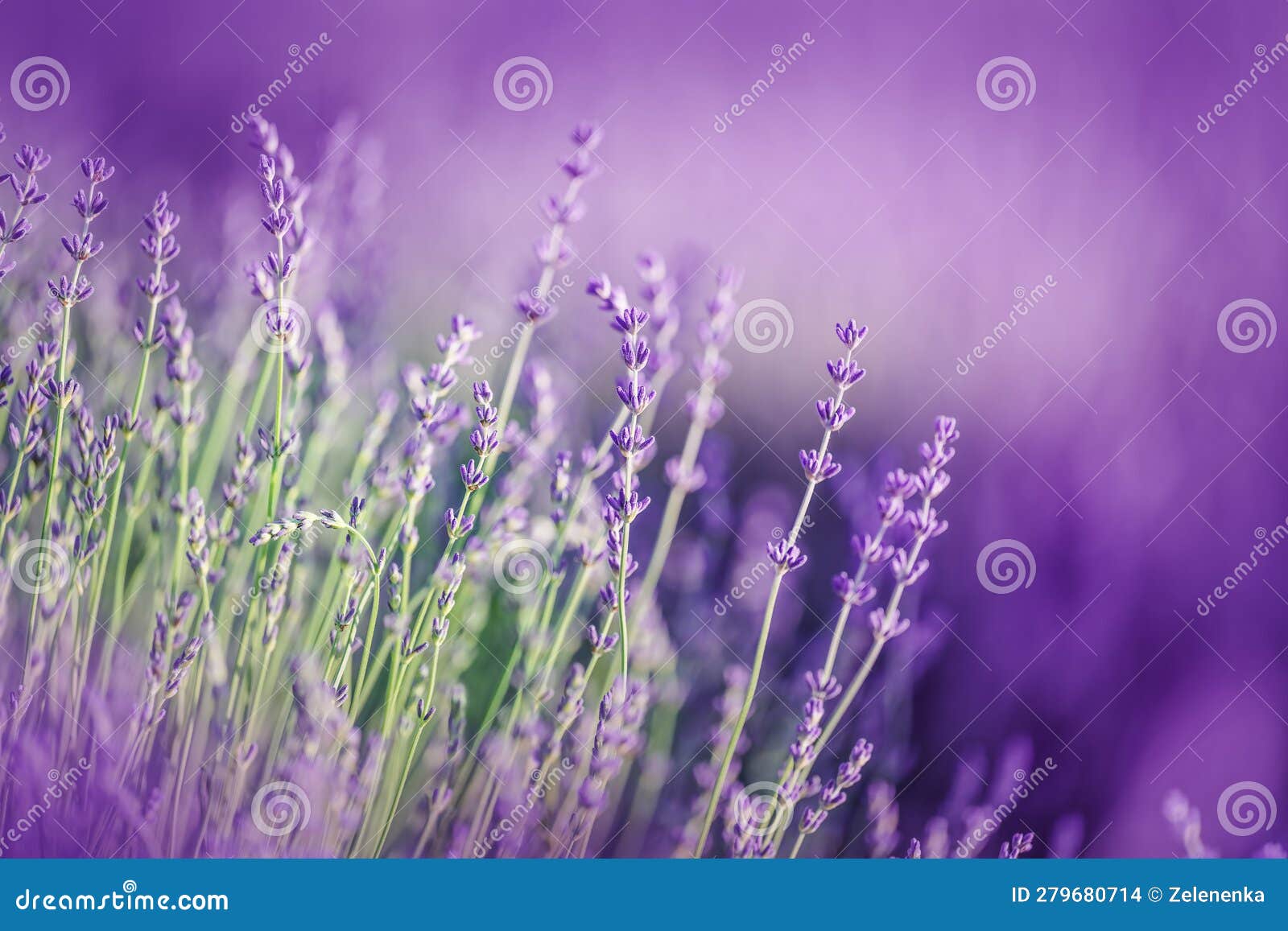 Beautiful Lavender in the Rays of Light, a Fairy Tale Landscape, Summer ...