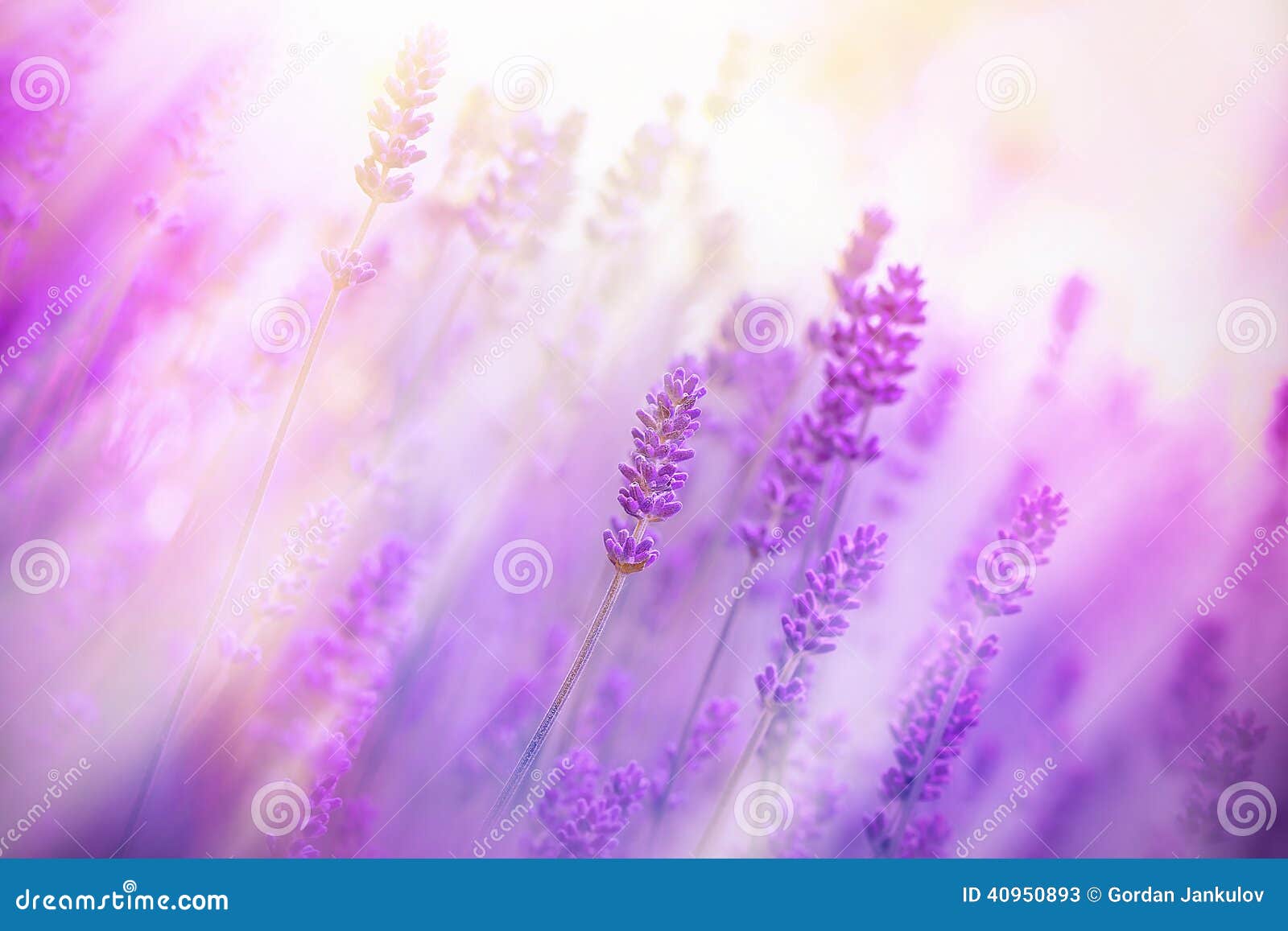 Beautiful lavender stock image. Image of botanical, herbal - 40950893