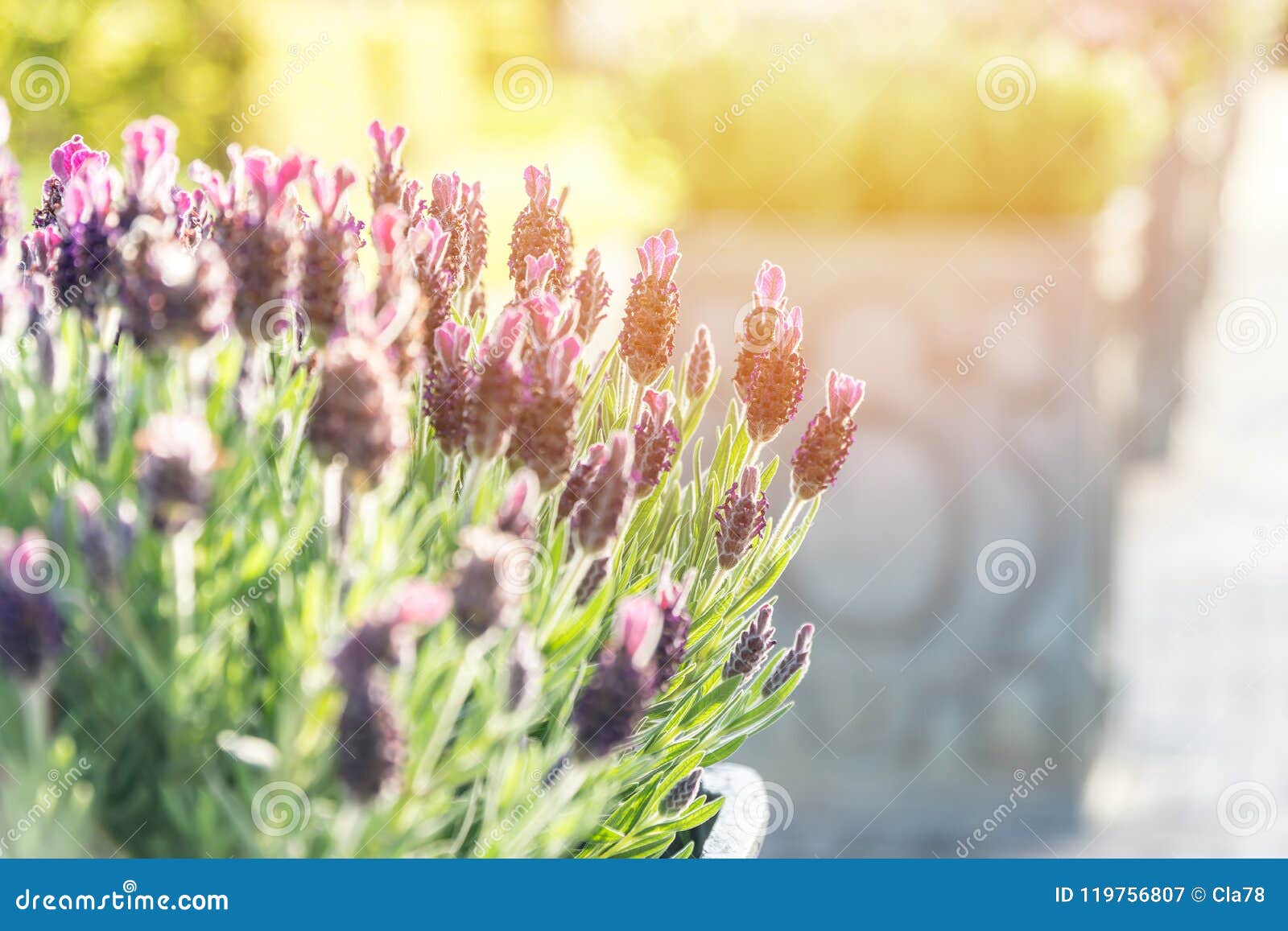 Beautiful Lavender in the Sunlight Stock Image - Image of french ...