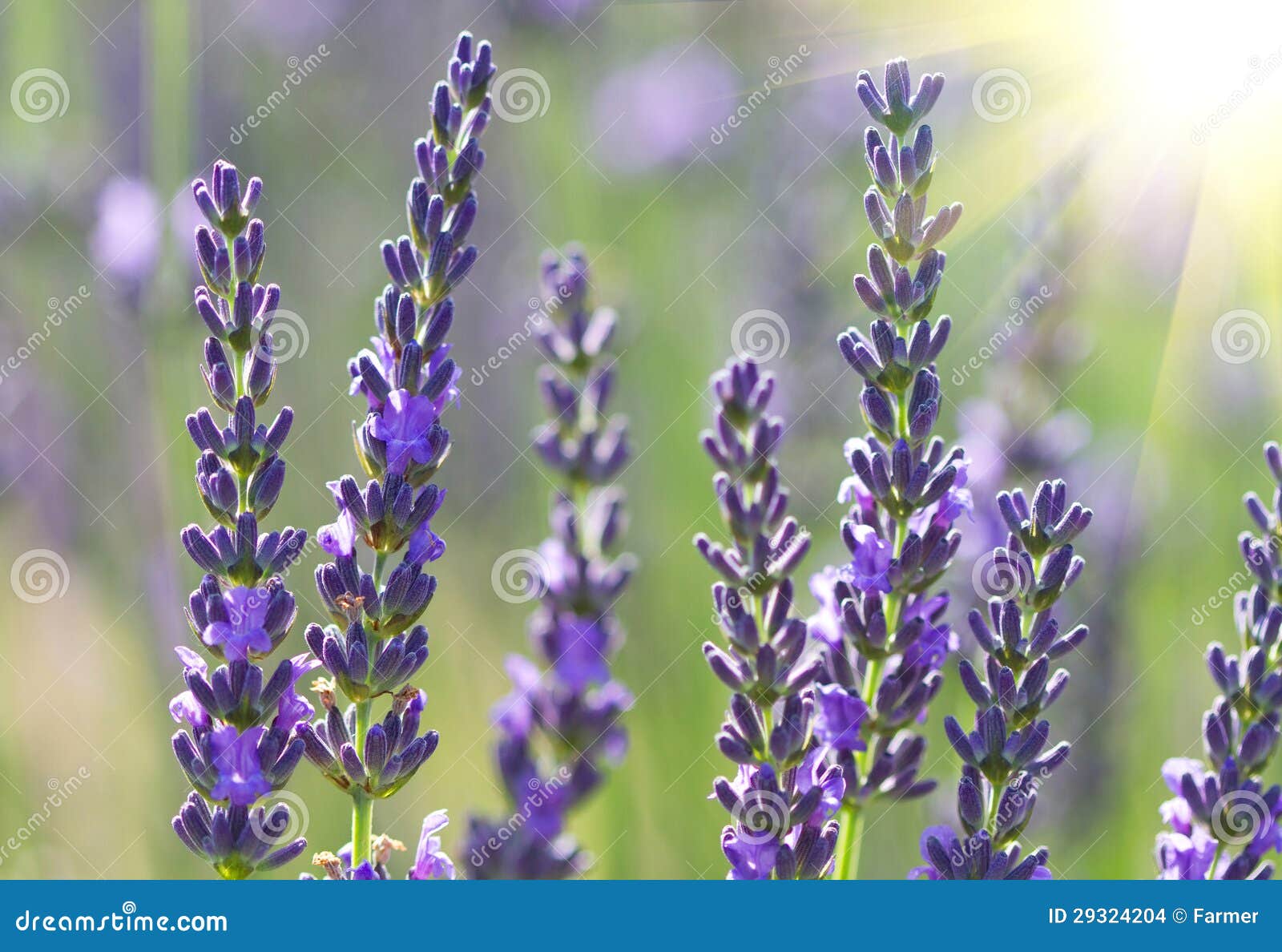 Beautiful lavenders stock photo. Image of herb, botany - 29324204