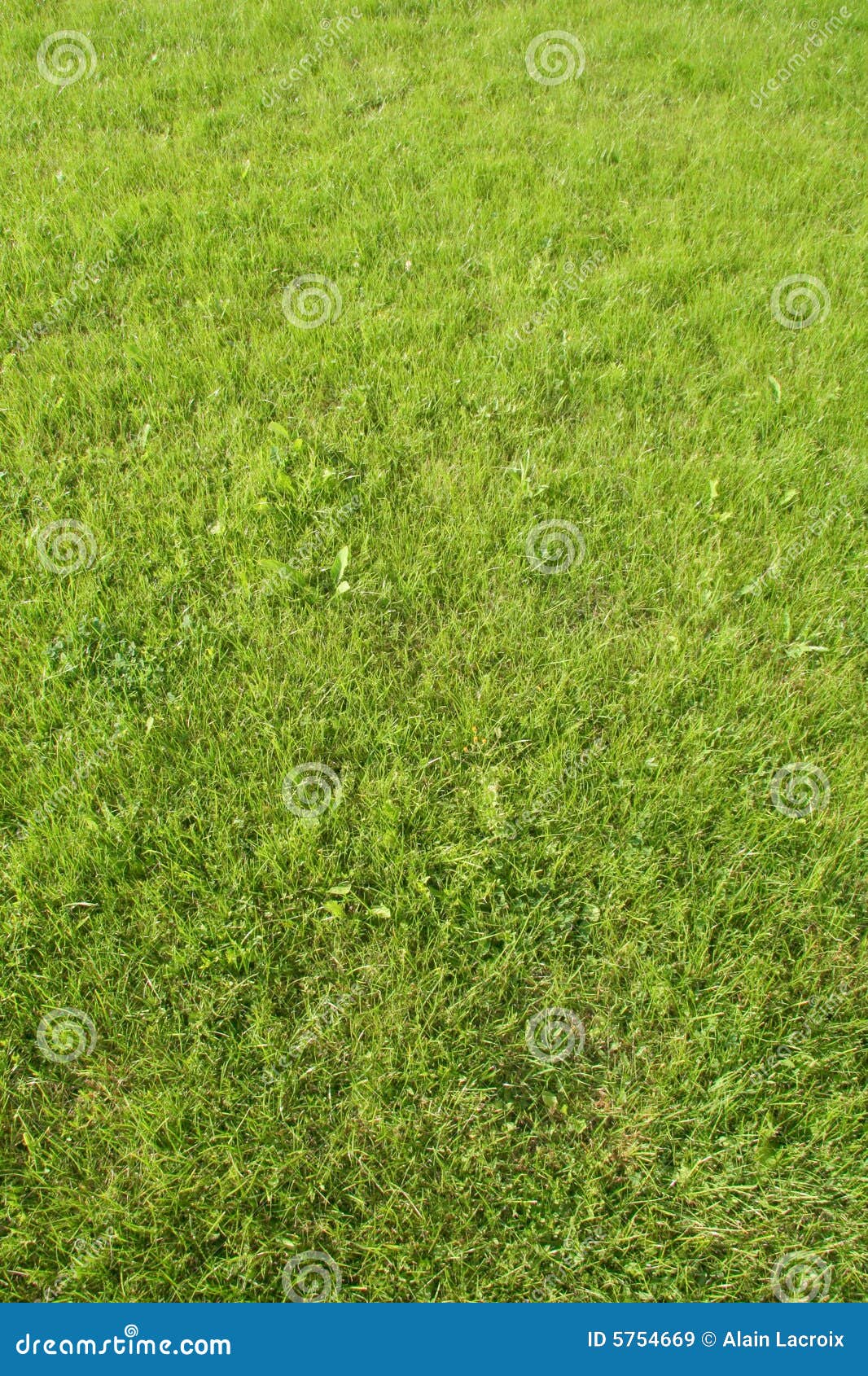 Beautiful lawn stock image. Image of green, herb, delicate - 5754669