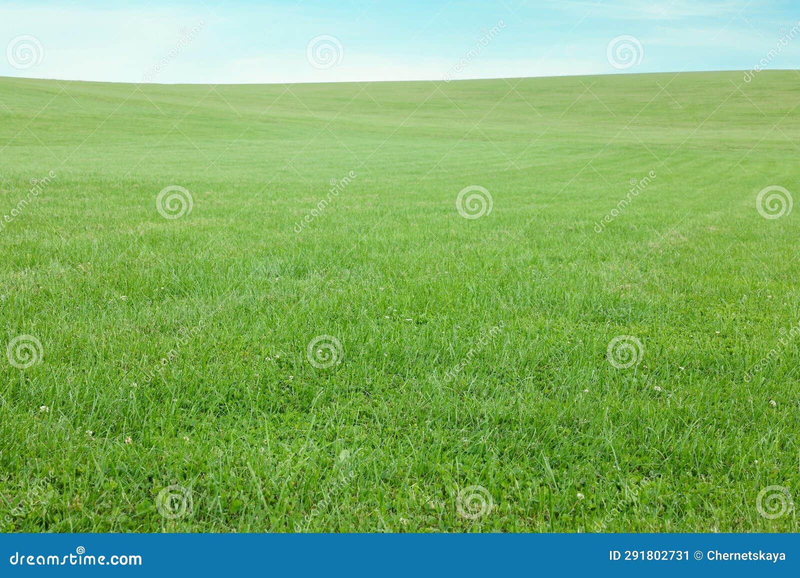 Beautiful Lawn with Bright Green Grass Outdoors Stock Image - Image of ...