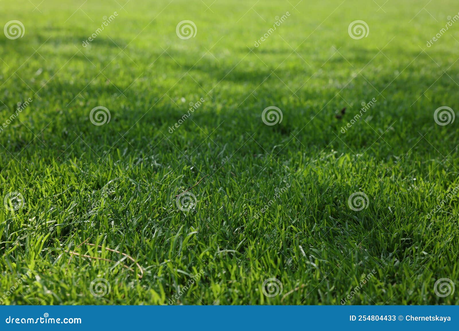 Beautiful Lawn with Fresh Cut Green Grass on Sunny Day Stock Image ...
