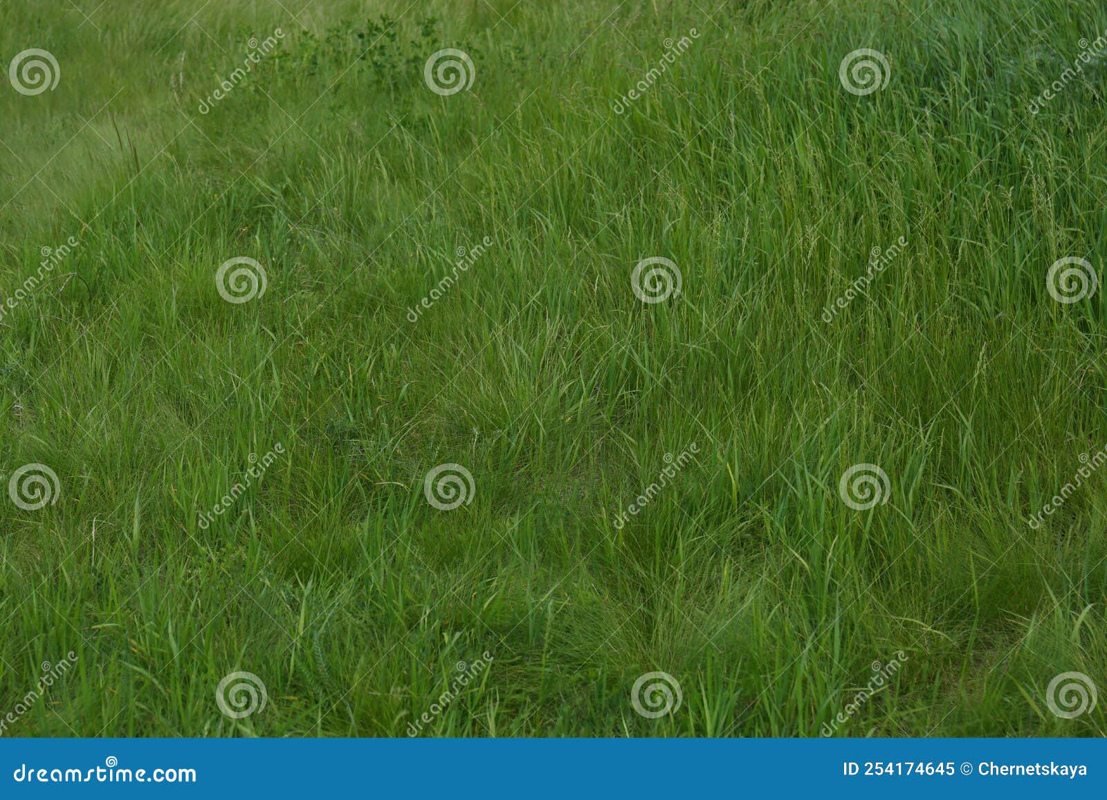 Beautiful Lawn with Fresh Green Grass Outdoors Stock Image - Image of ...