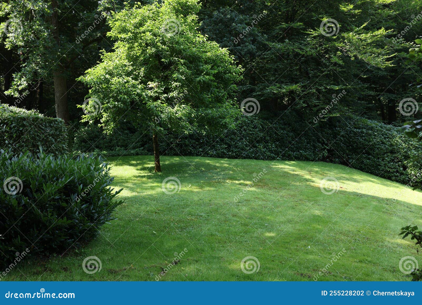 Beautiful Lawn with Green Grass and Bushes Outdoors Stock Photo - Image ...